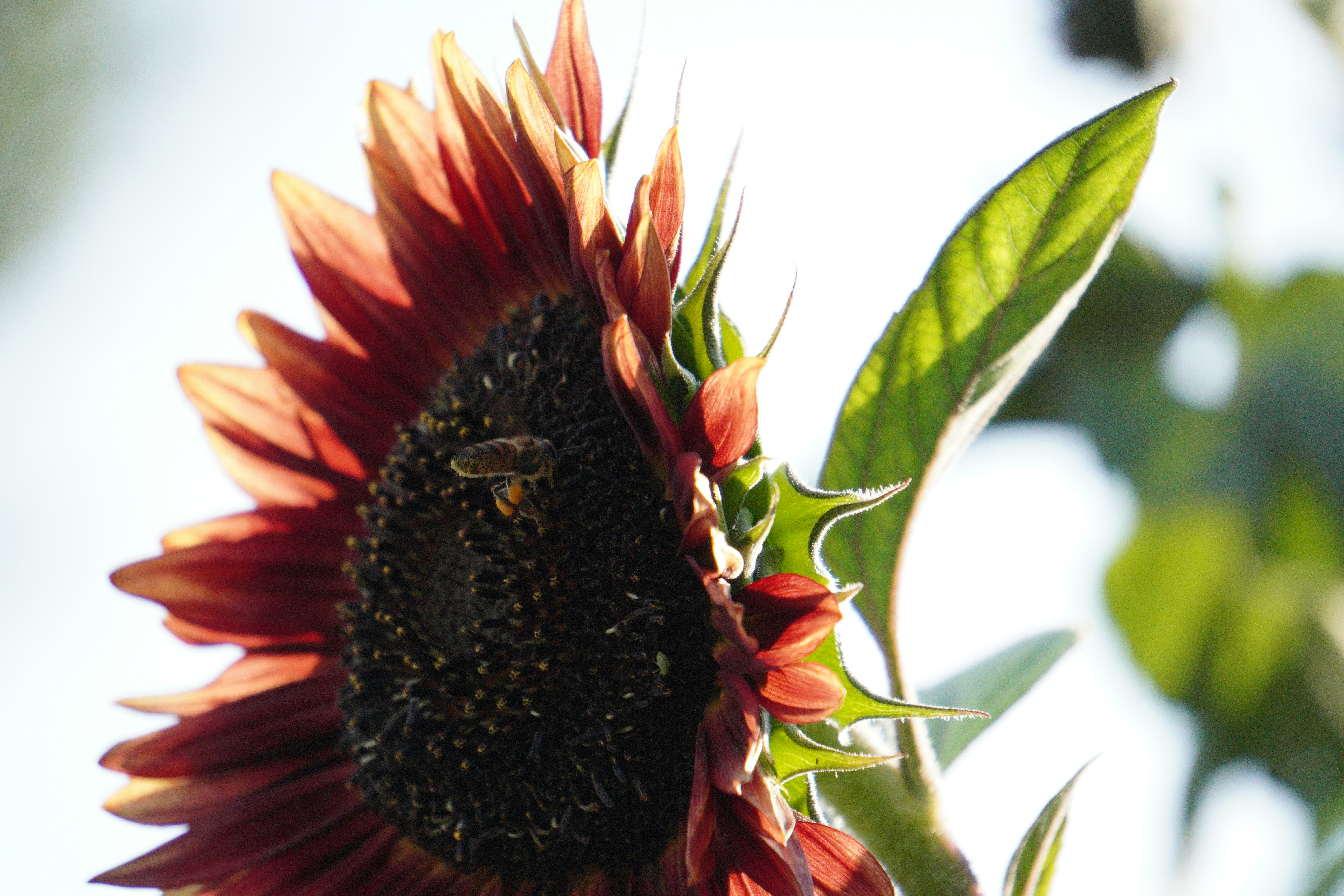 Crimson Sunflower Close-Up in Backlight: Petals Framing a Textured Disk