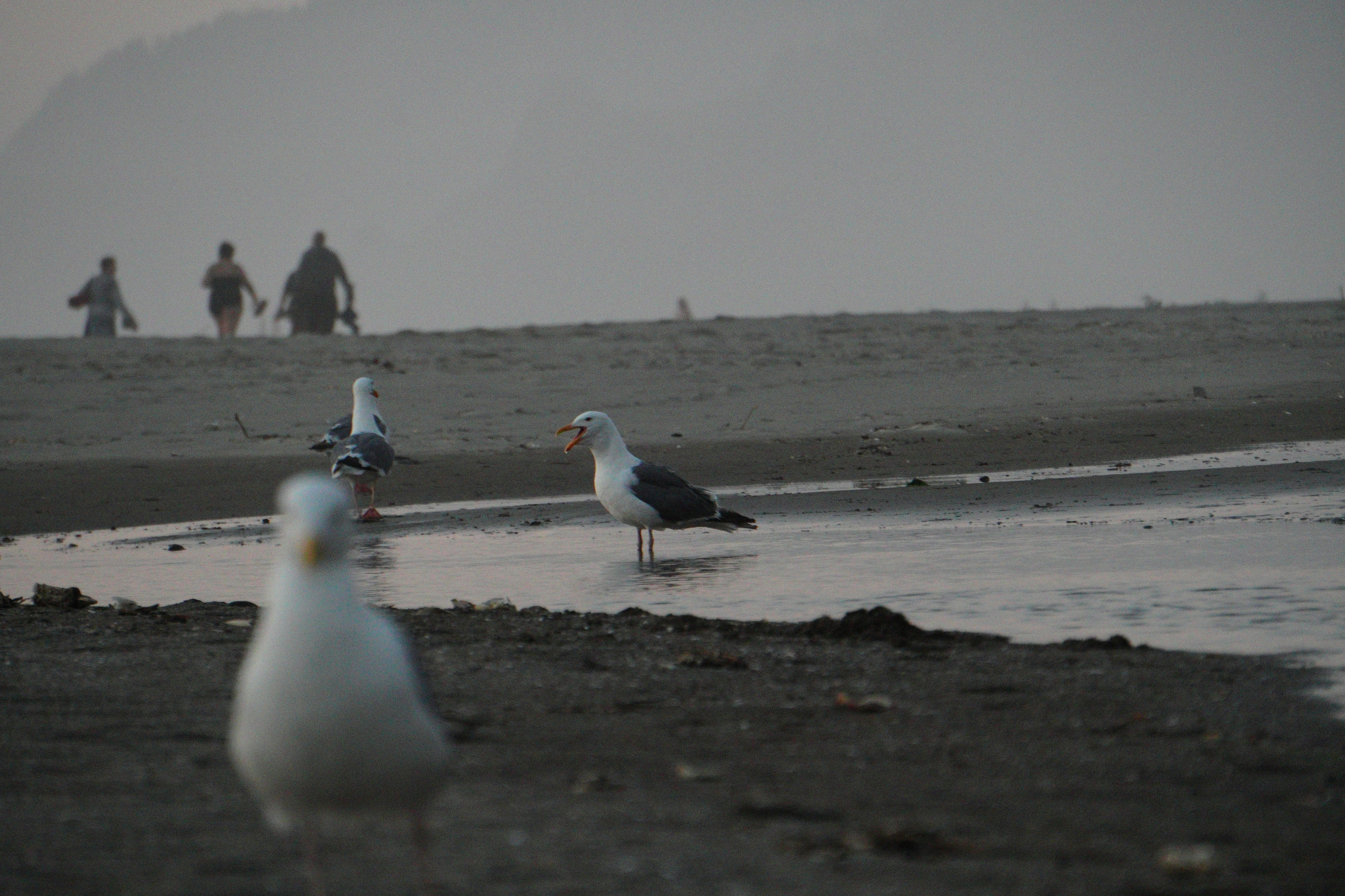 Seabirds at Dusk: Quiet Parade Along the Tidal Plain