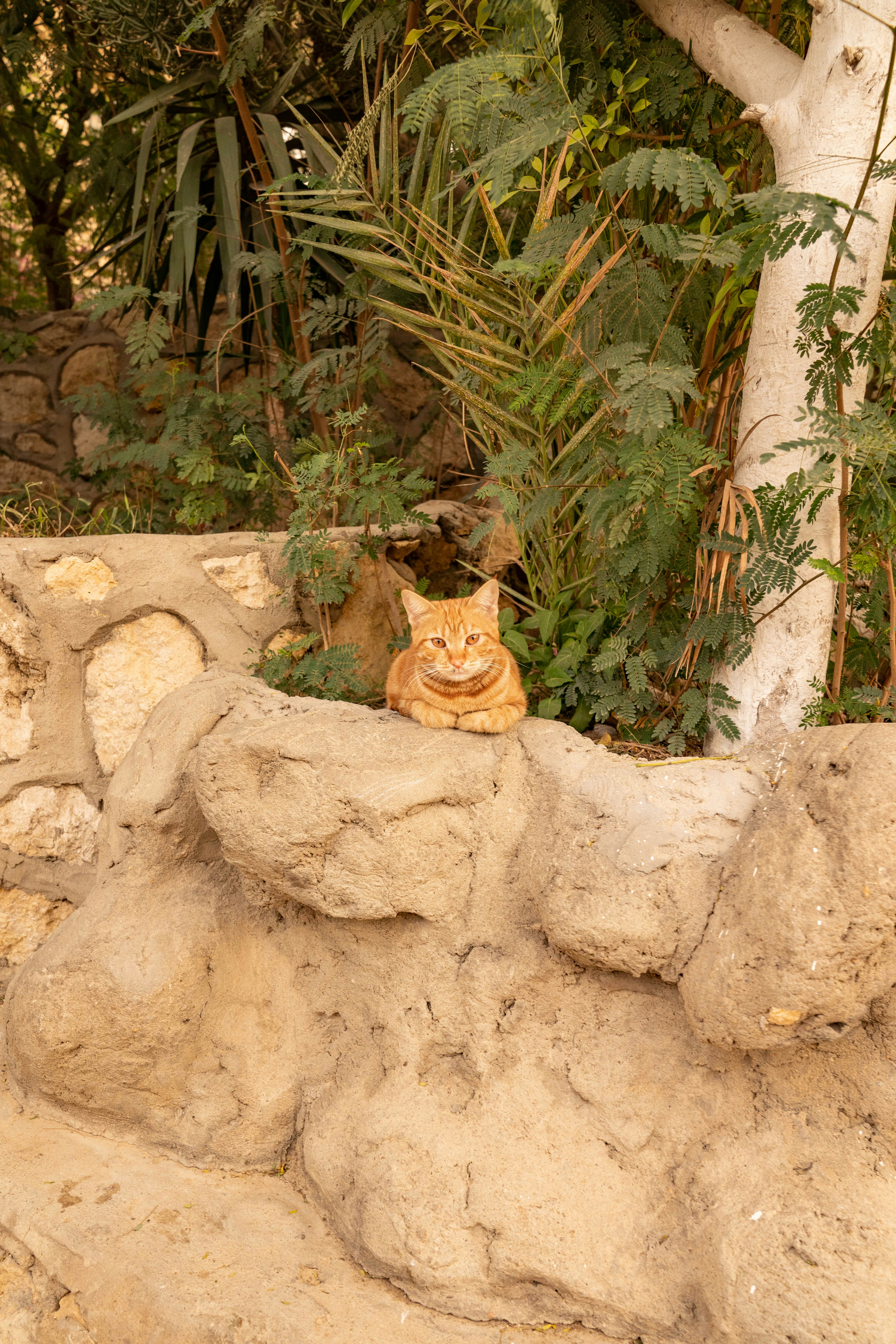 Amber Tabby on a Weathered Stone Mantle, Framed by Lush Greenery