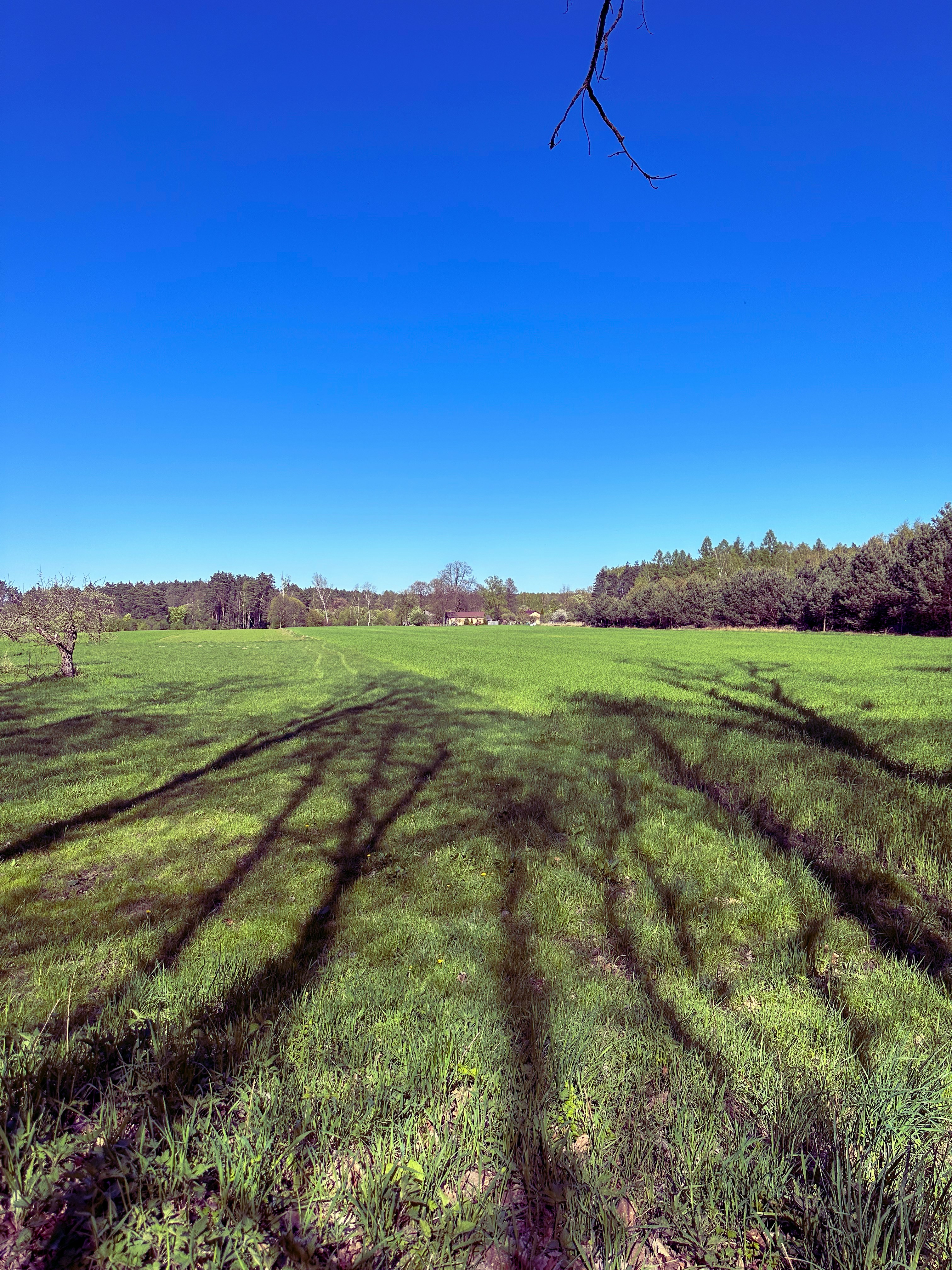Shadow Trails Across a Sunlit Meadow Under a Pristine Blue Sky