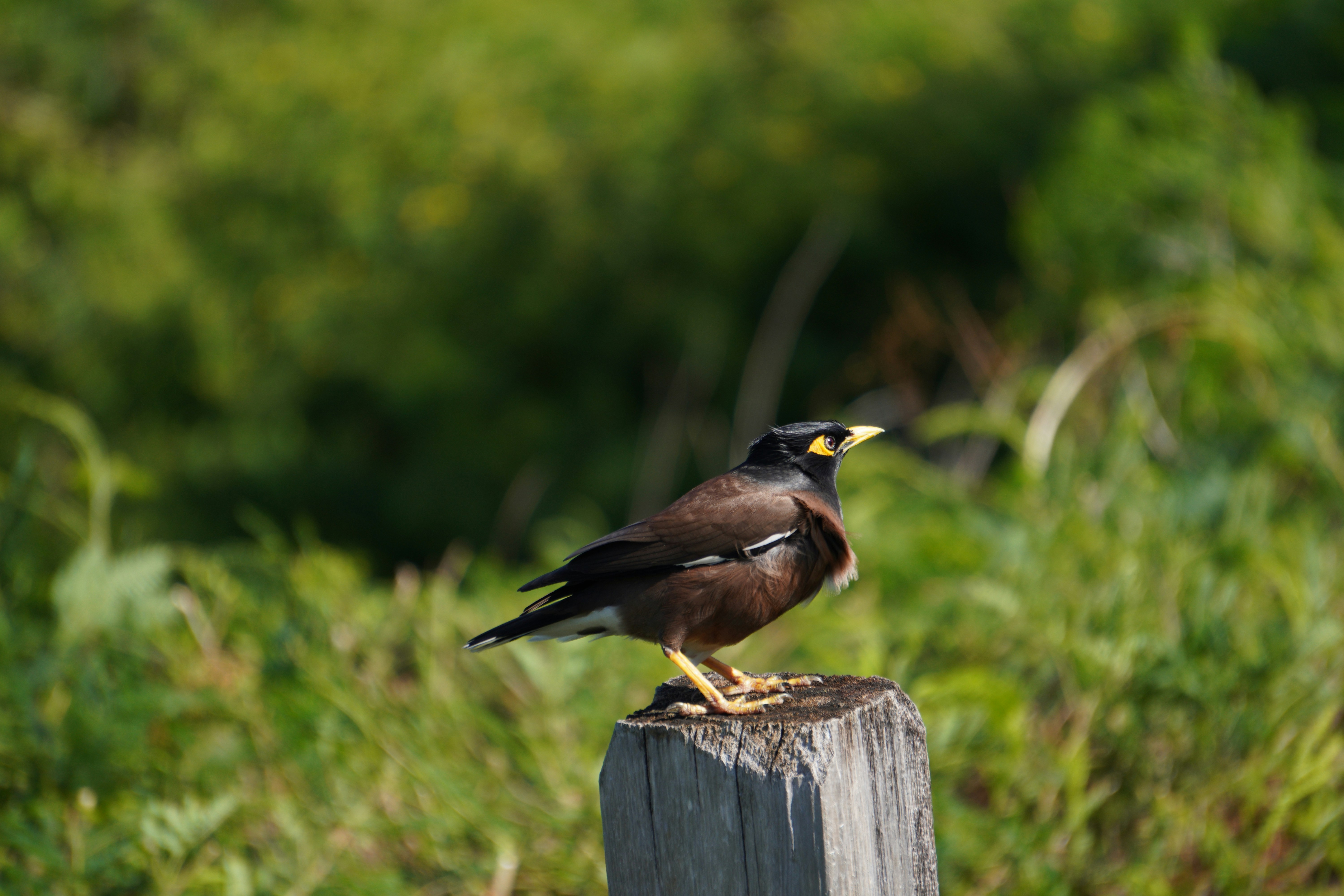 Perched in the Green Quiet: A Common Myna on a Weathered Post