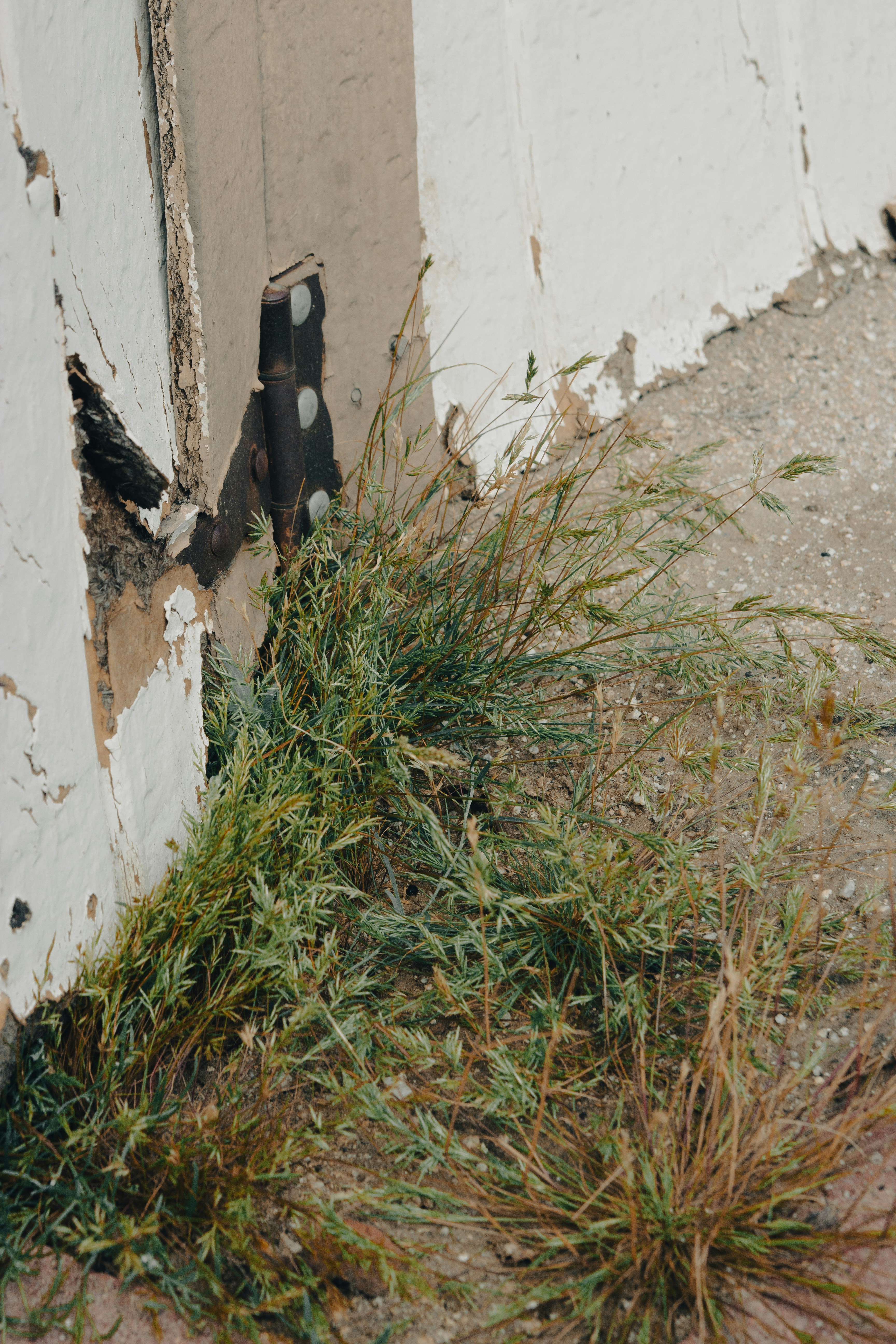 Weeds at the Wall: Green Resilience Amid Weathered Plaster