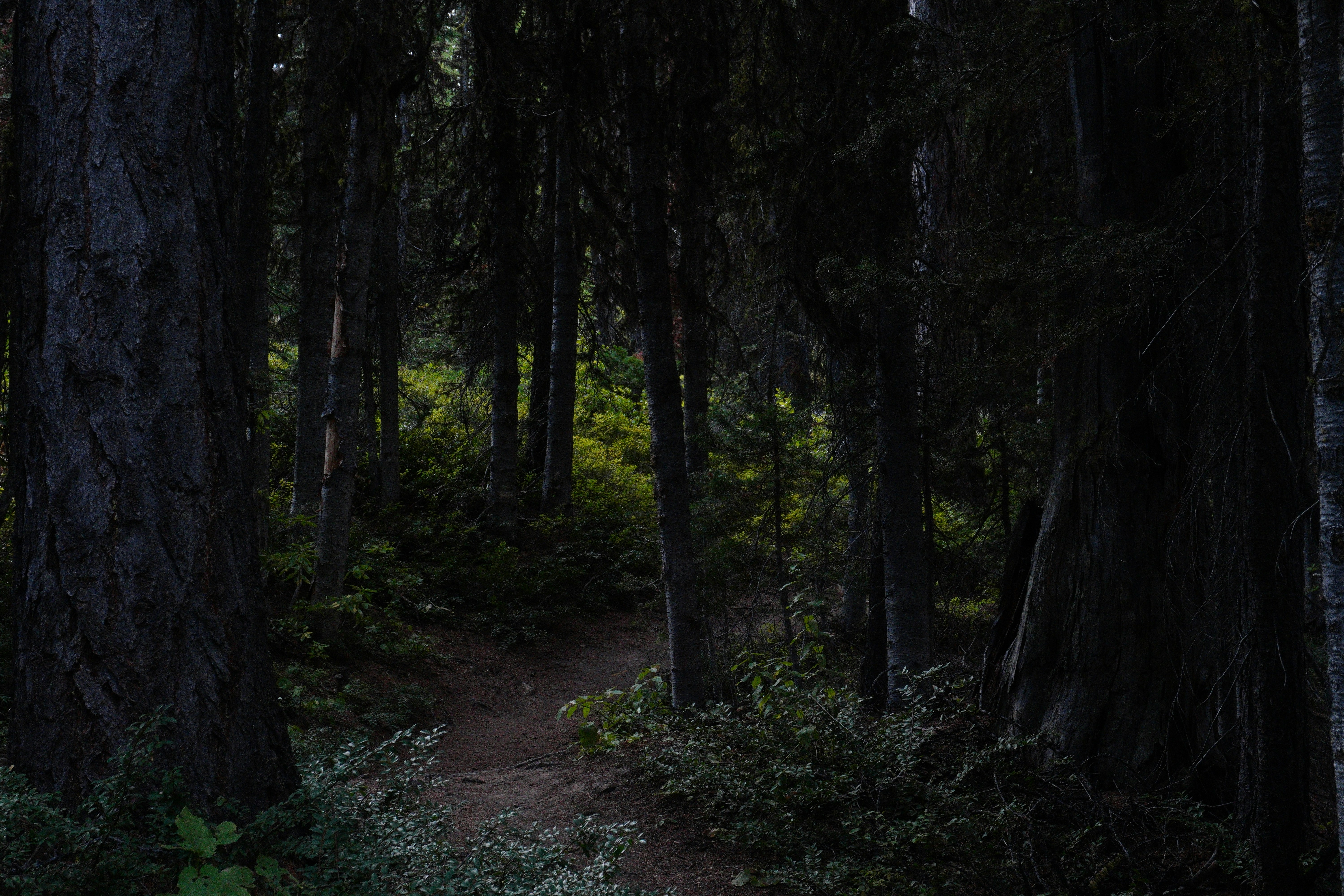 A path in the middle of a forest with lots of trees photo – Free Forest ...