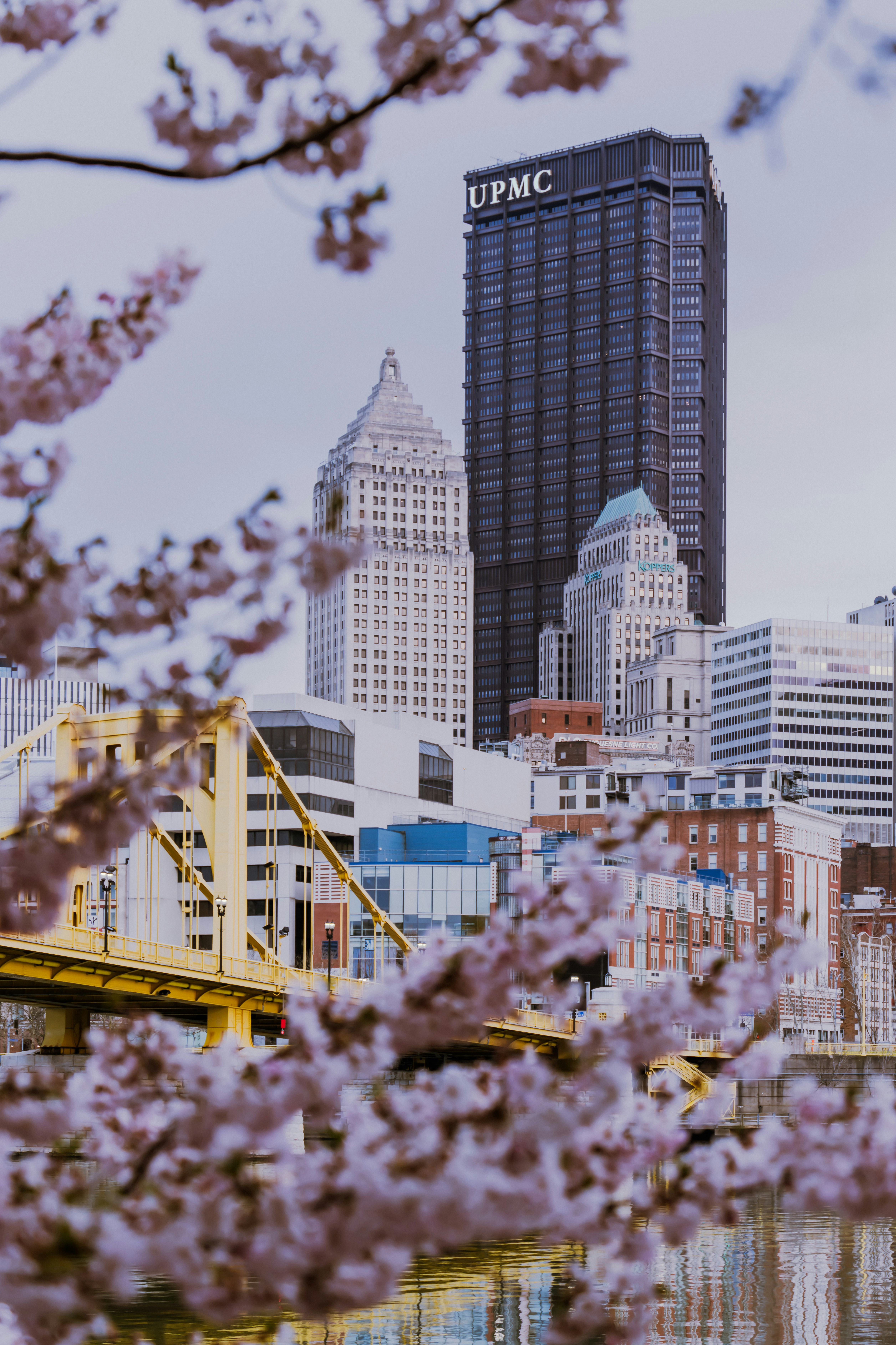 Bloom and Iron: Cherry Blossoms Framing Pittsburgh's UPMC Tower