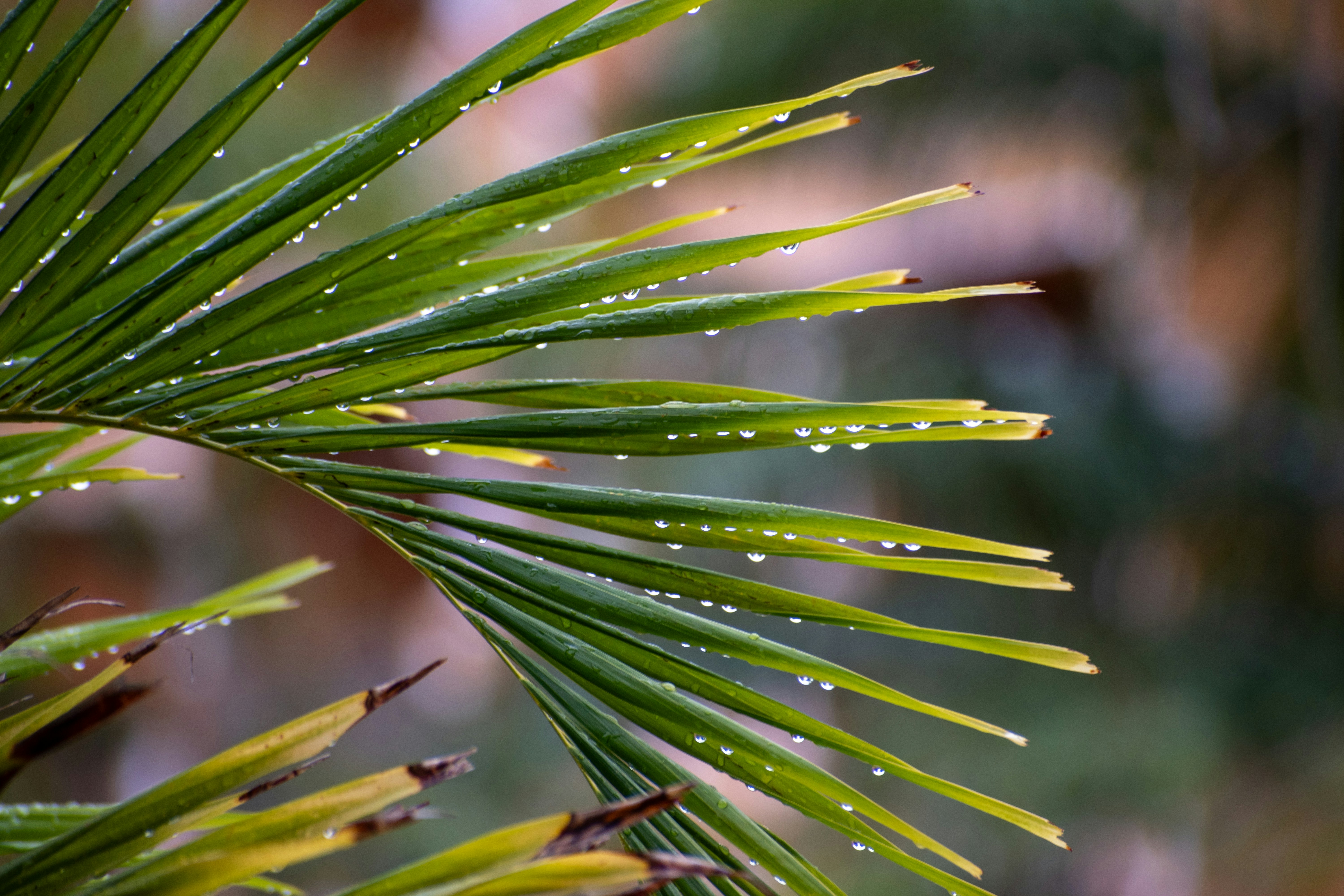 Palm leaves adorned with glistening raindrops against a blurred background.
