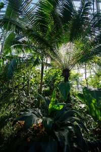 Sunlit Crown: Central Palm Amid a Glasshouse Jungle