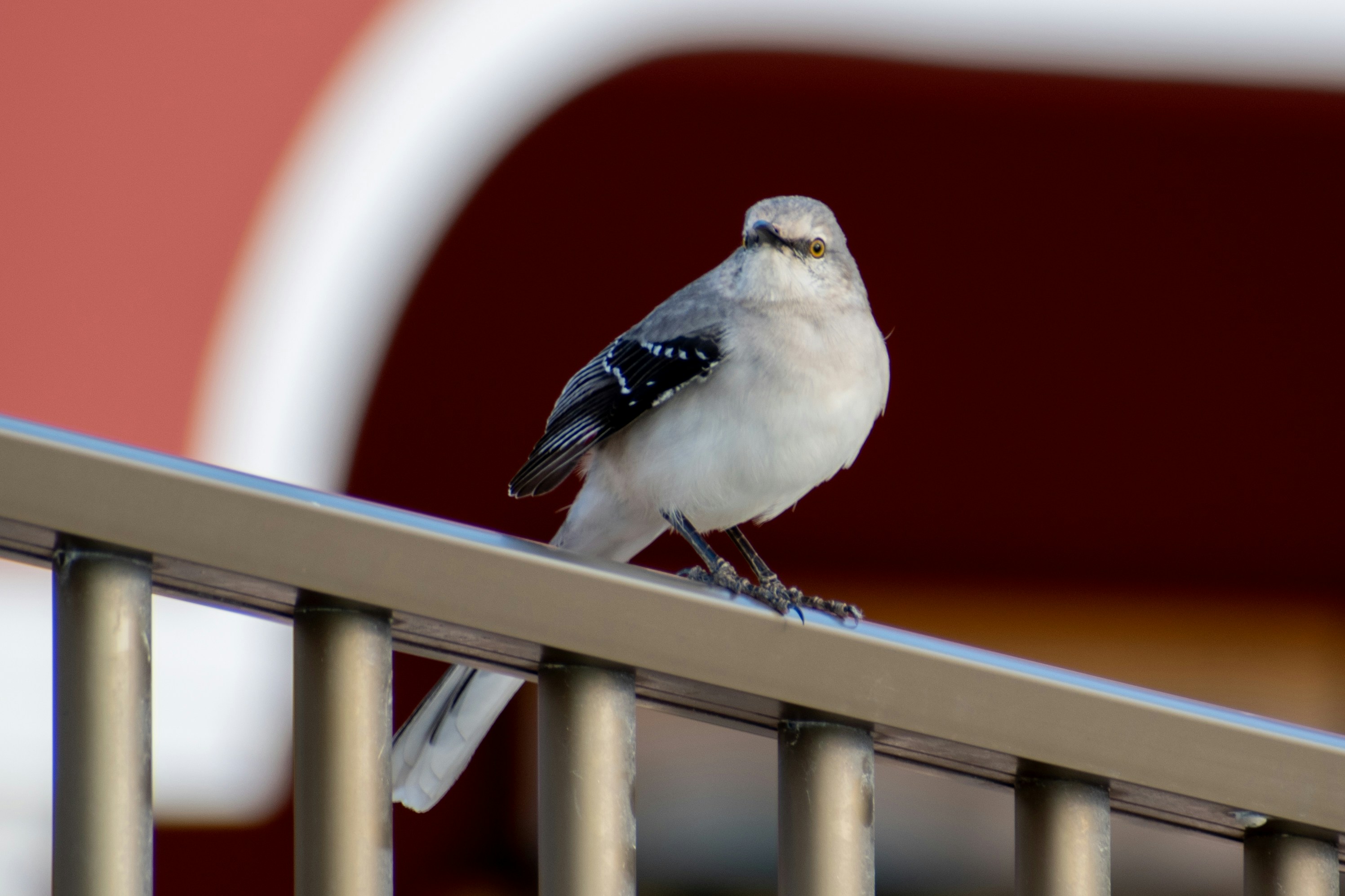 Perch on Chrome: A Pale Songbird Tames the Red Backdrop