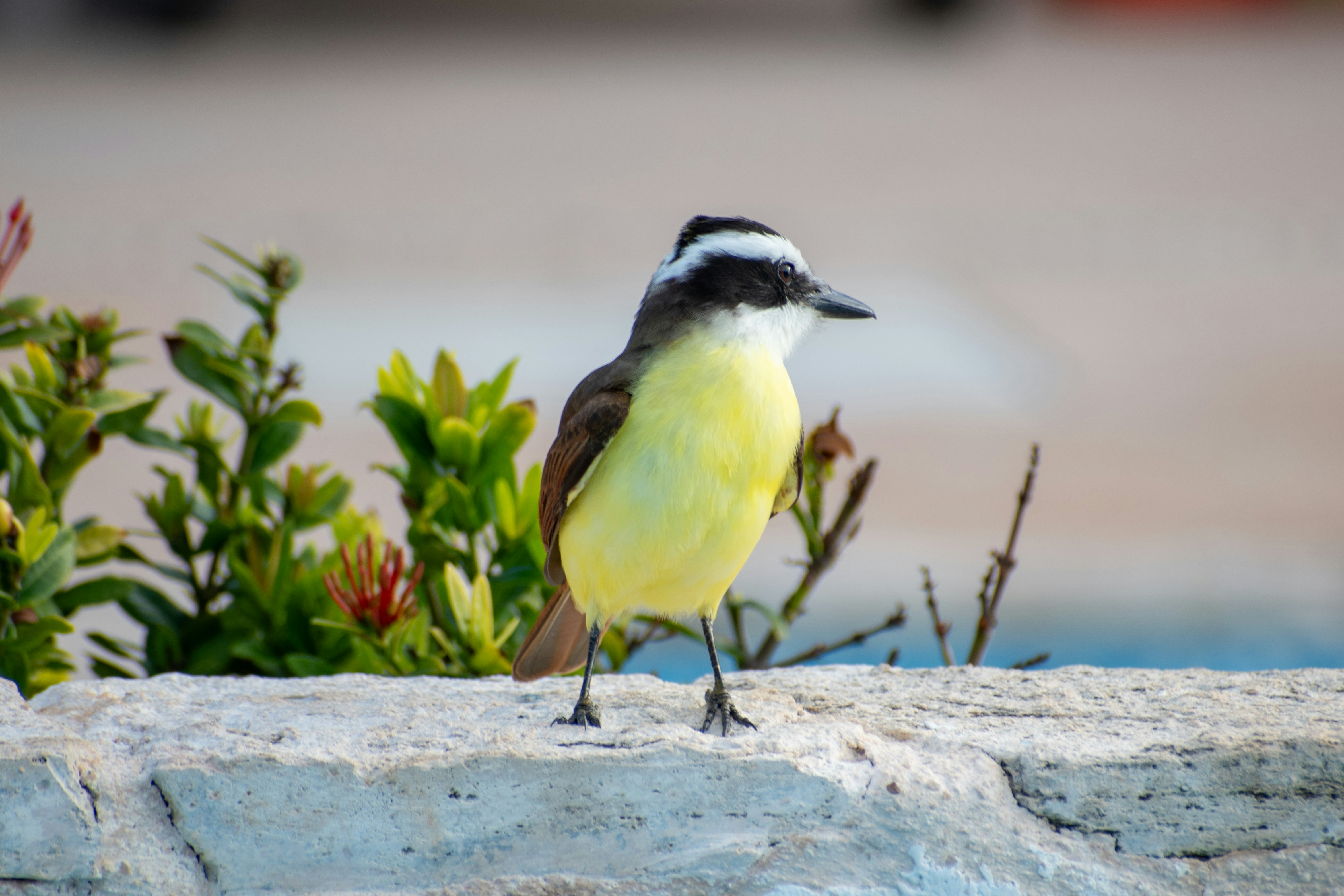 Bird by the pool