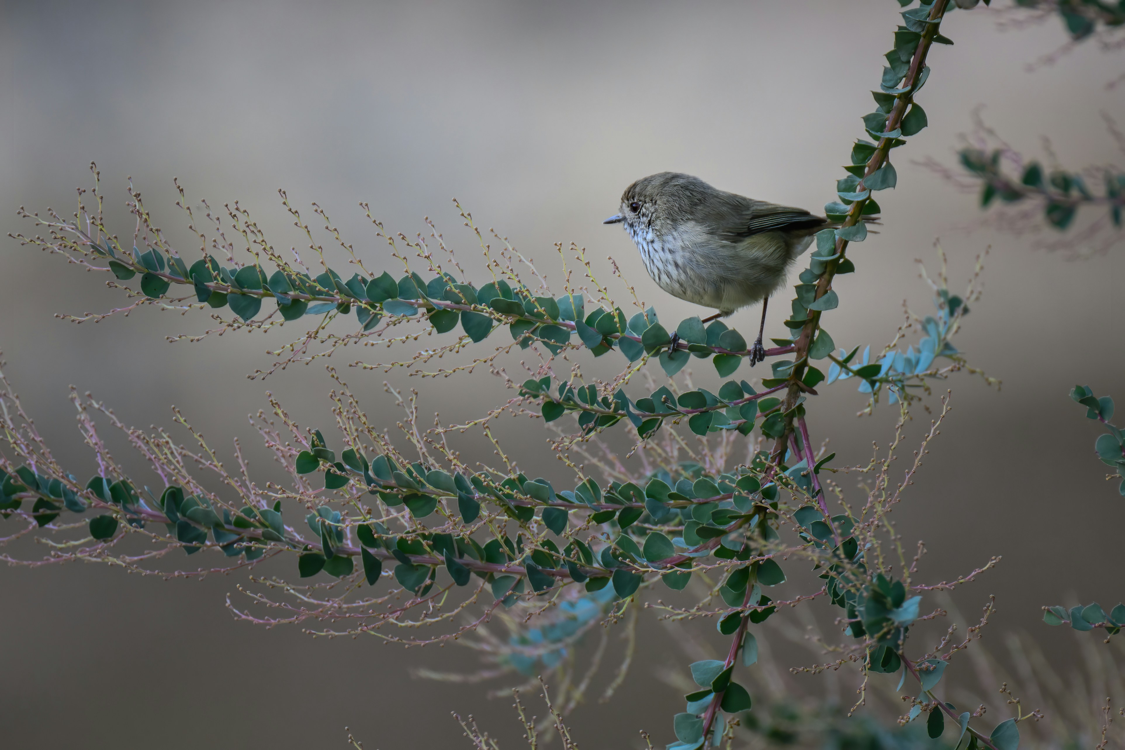 Perched Silence: A Tiny Warbler Among Frosted Seedheads