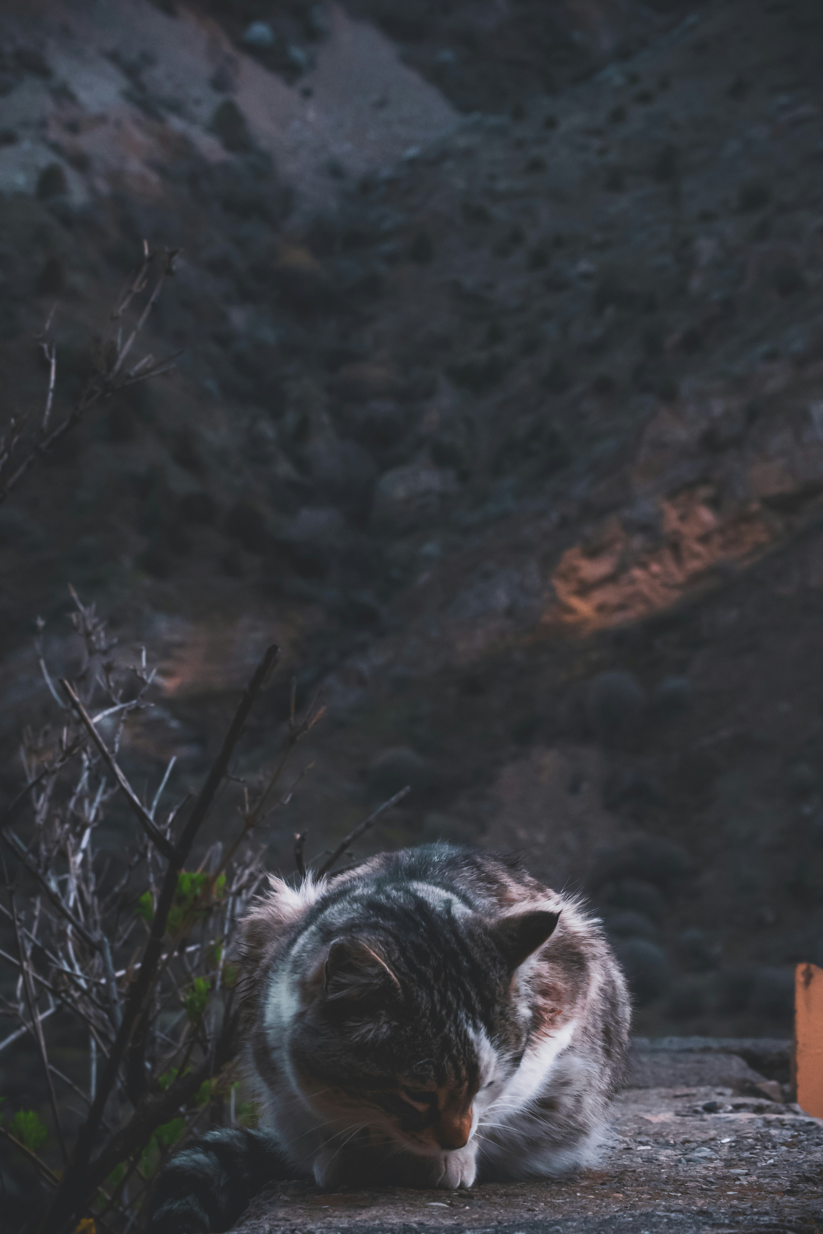 Whiskered Wanderer at Dusk