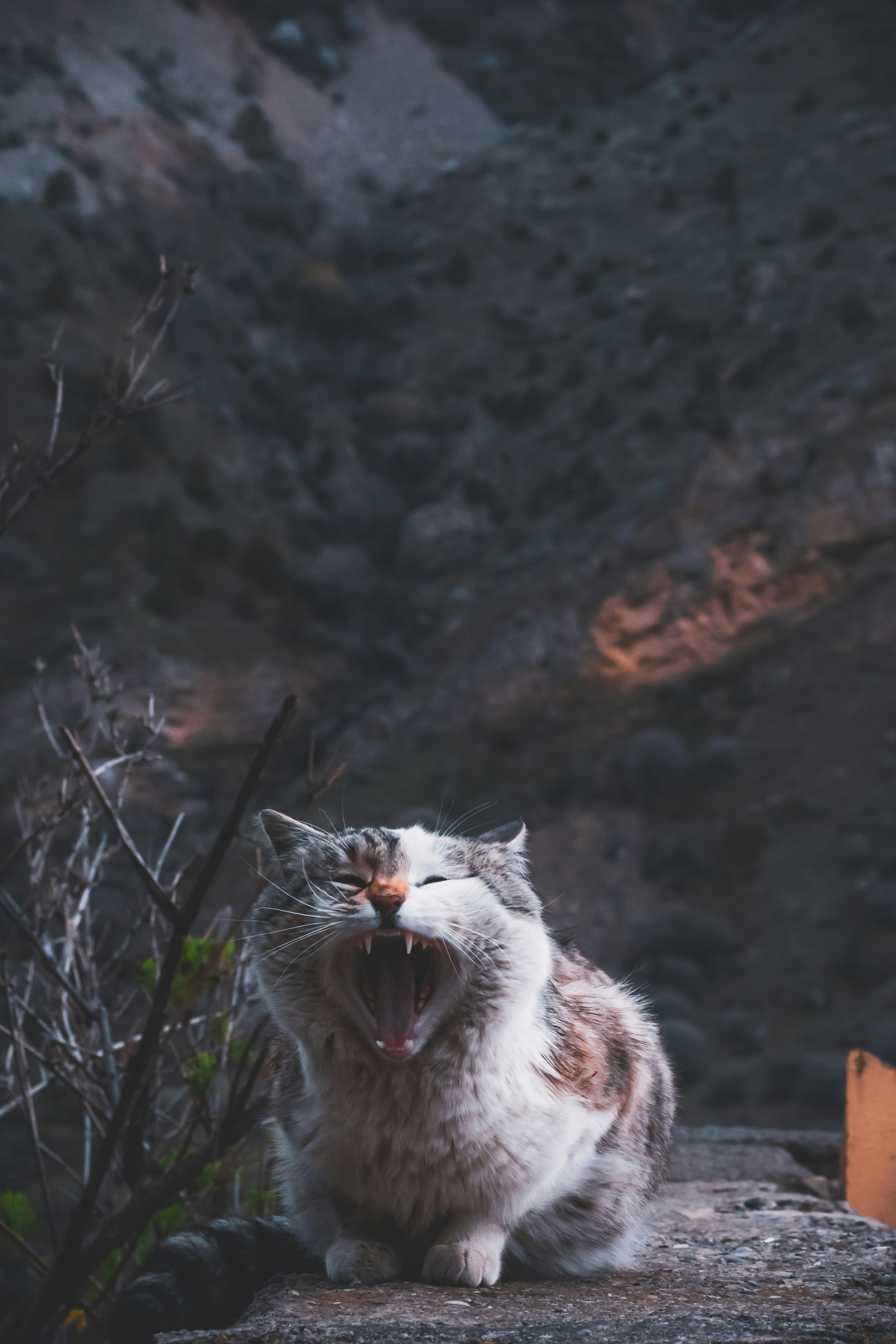 The Serenade of a Feline Dawn