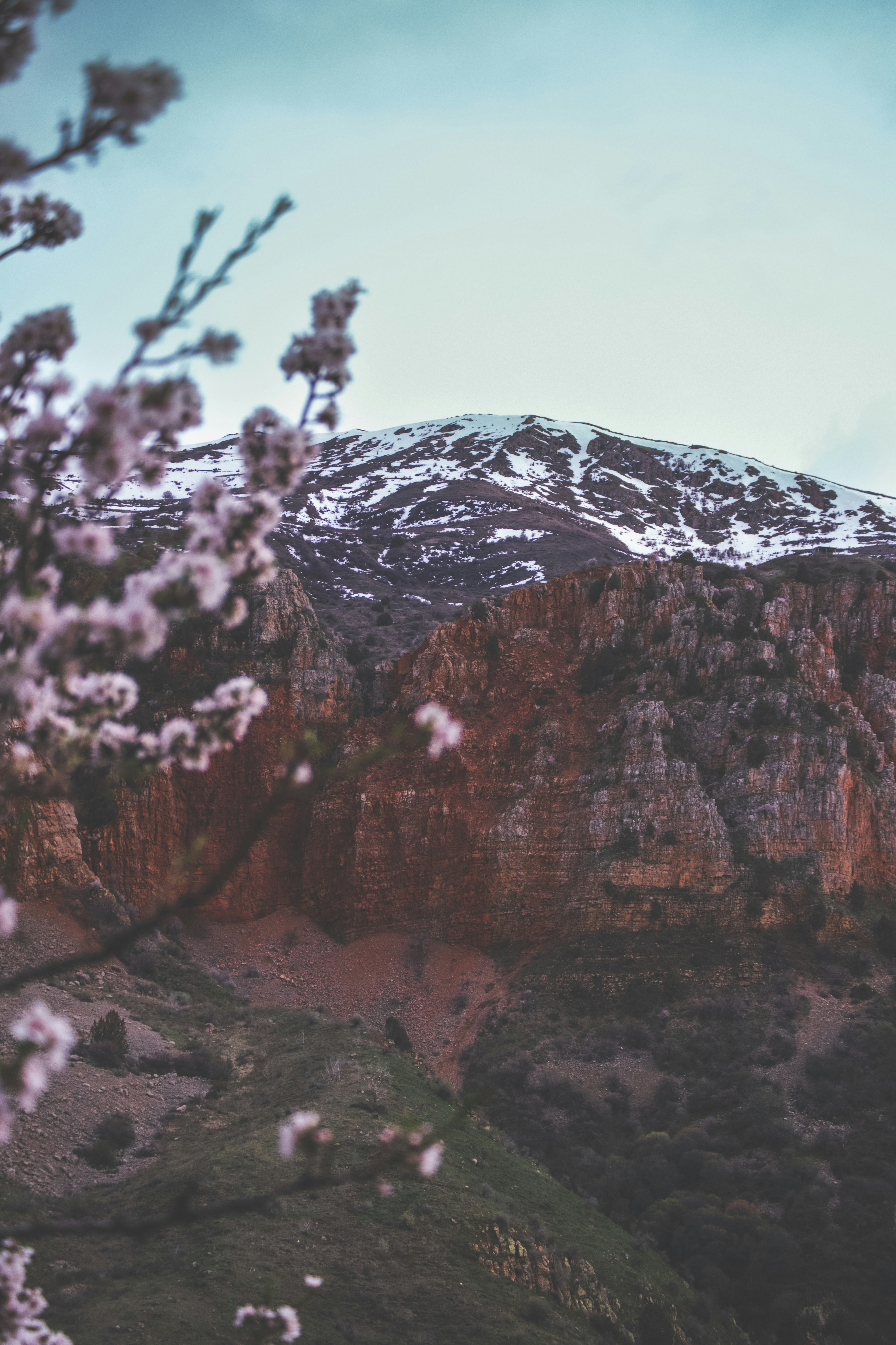 Snow-Dusted Ridge Framed by Spring Blossoms