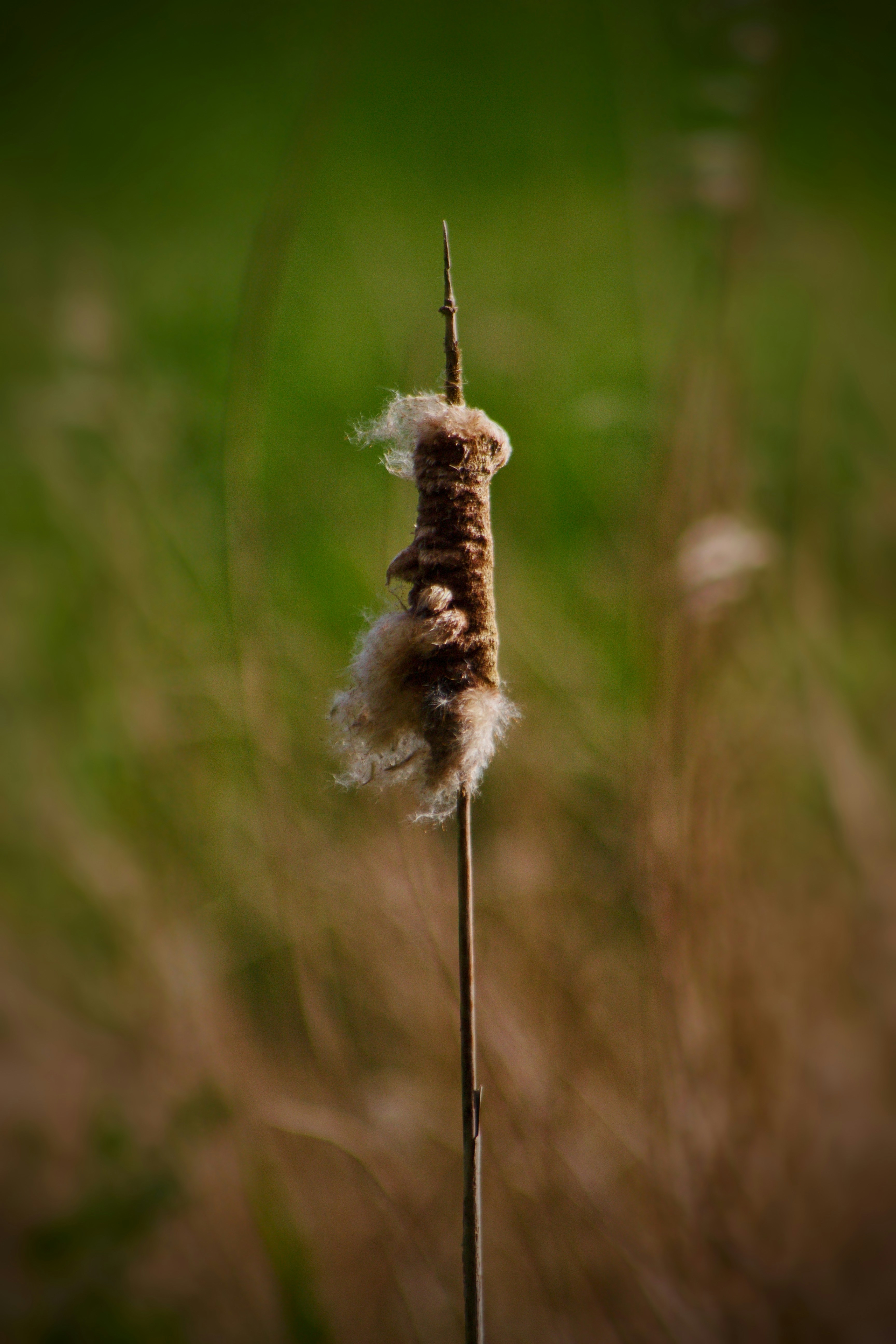 Stalk and Silk: A solitary cattail in a sea of green blur