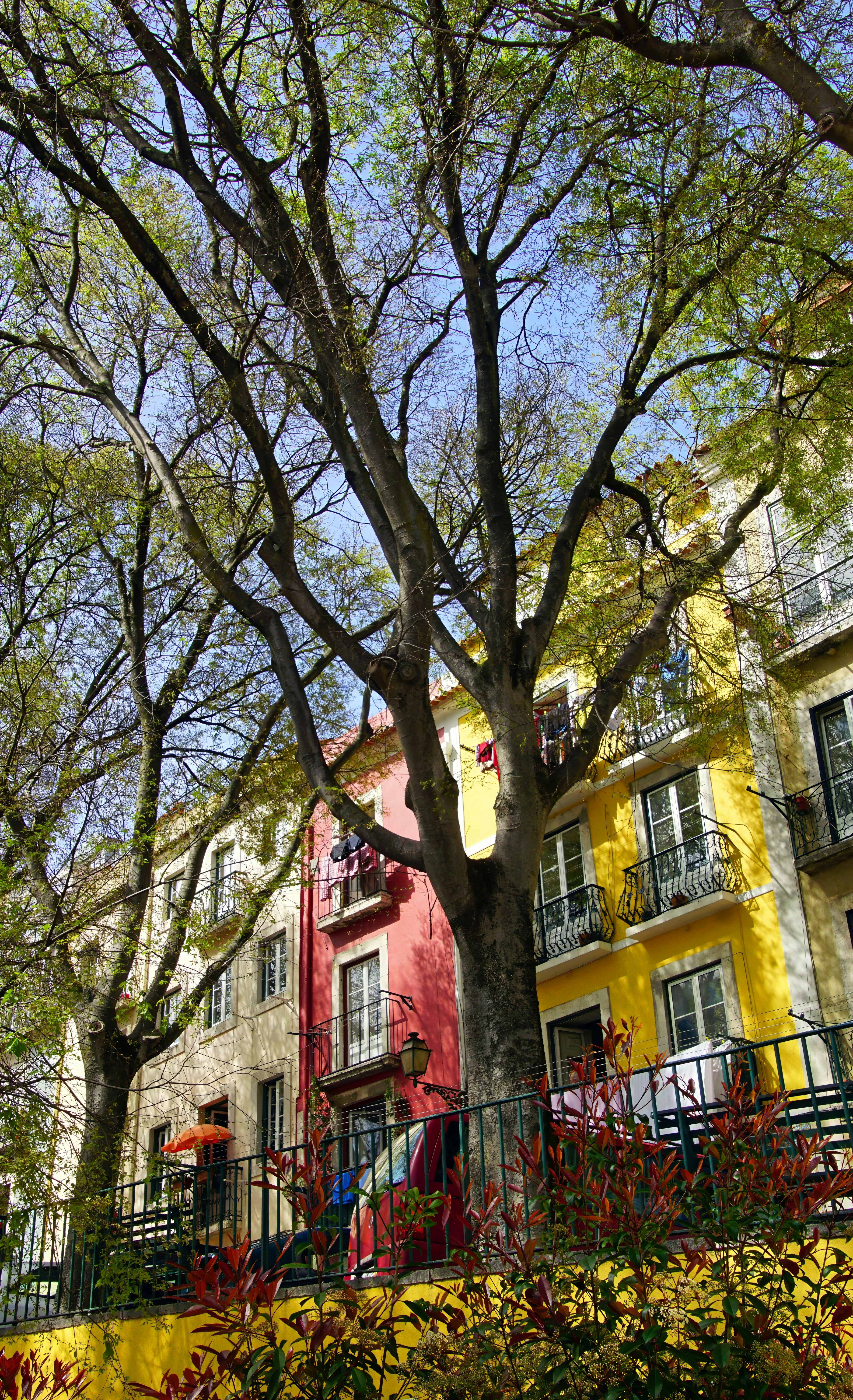 Tree-Framed Facades: A Colorful City Scene Between Branches
