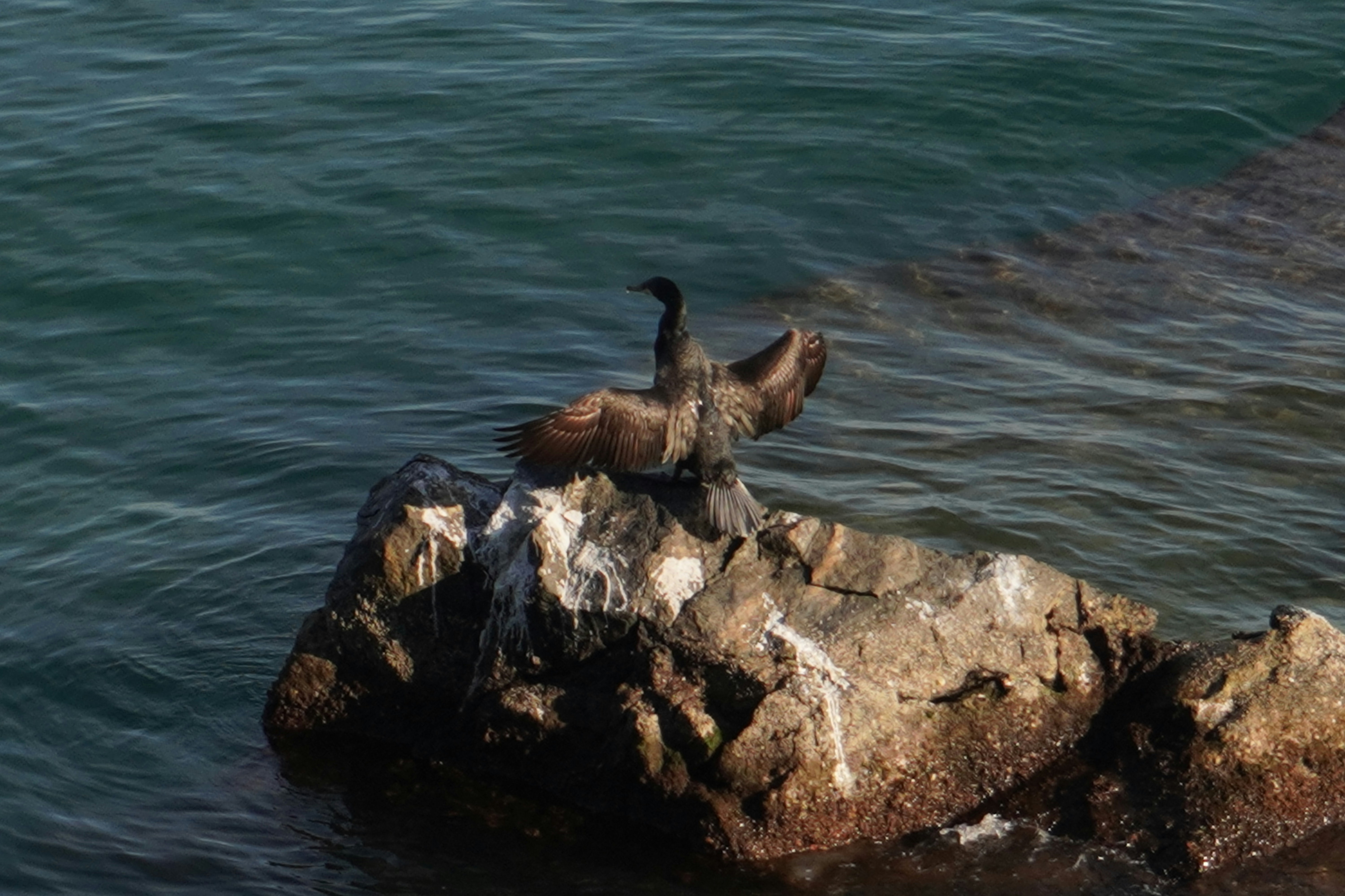 Cormorant Stand on a Weathered Rock as Quiet Sea Surges