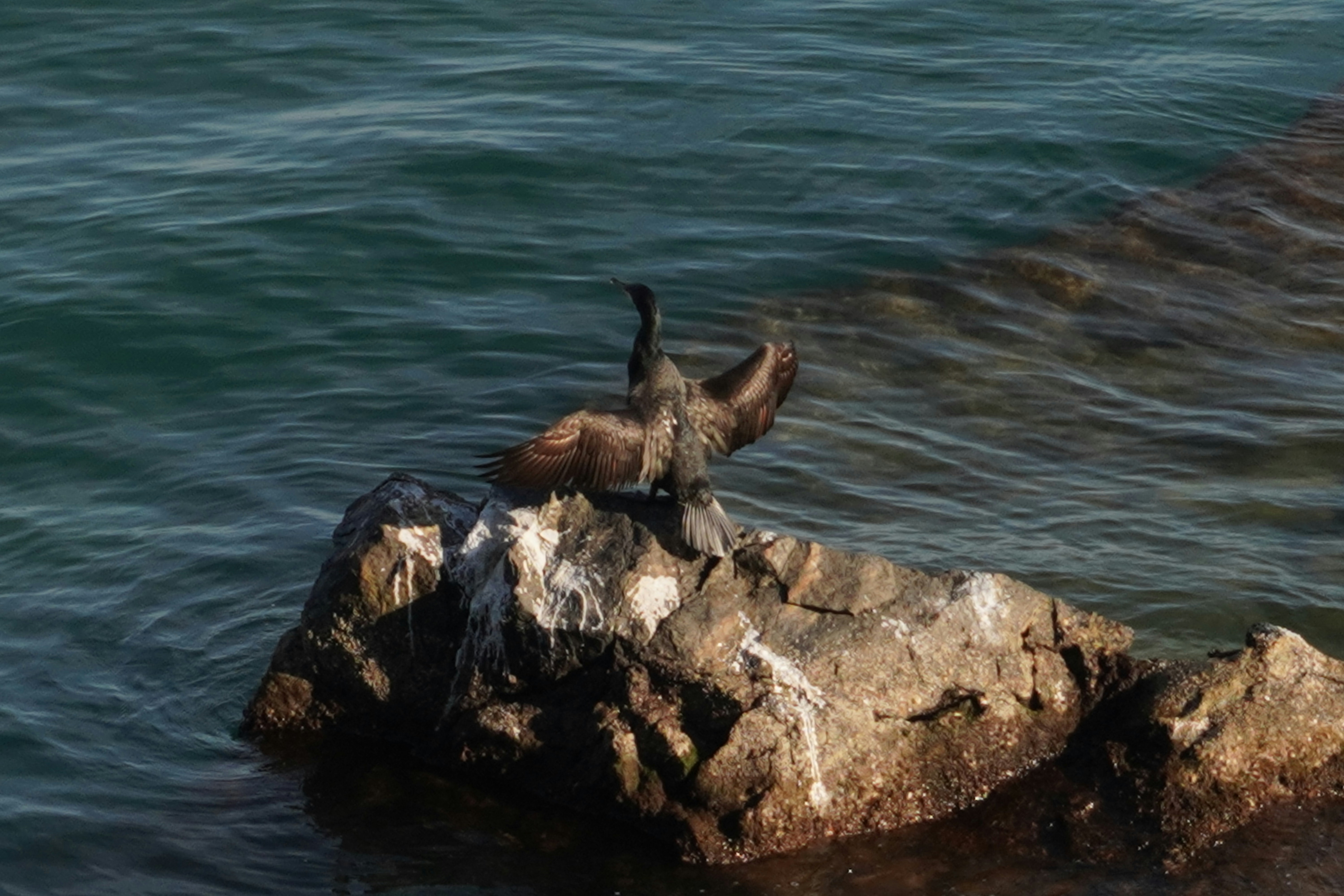 Winged Pause on a Weathered Rock by Quiet Tides