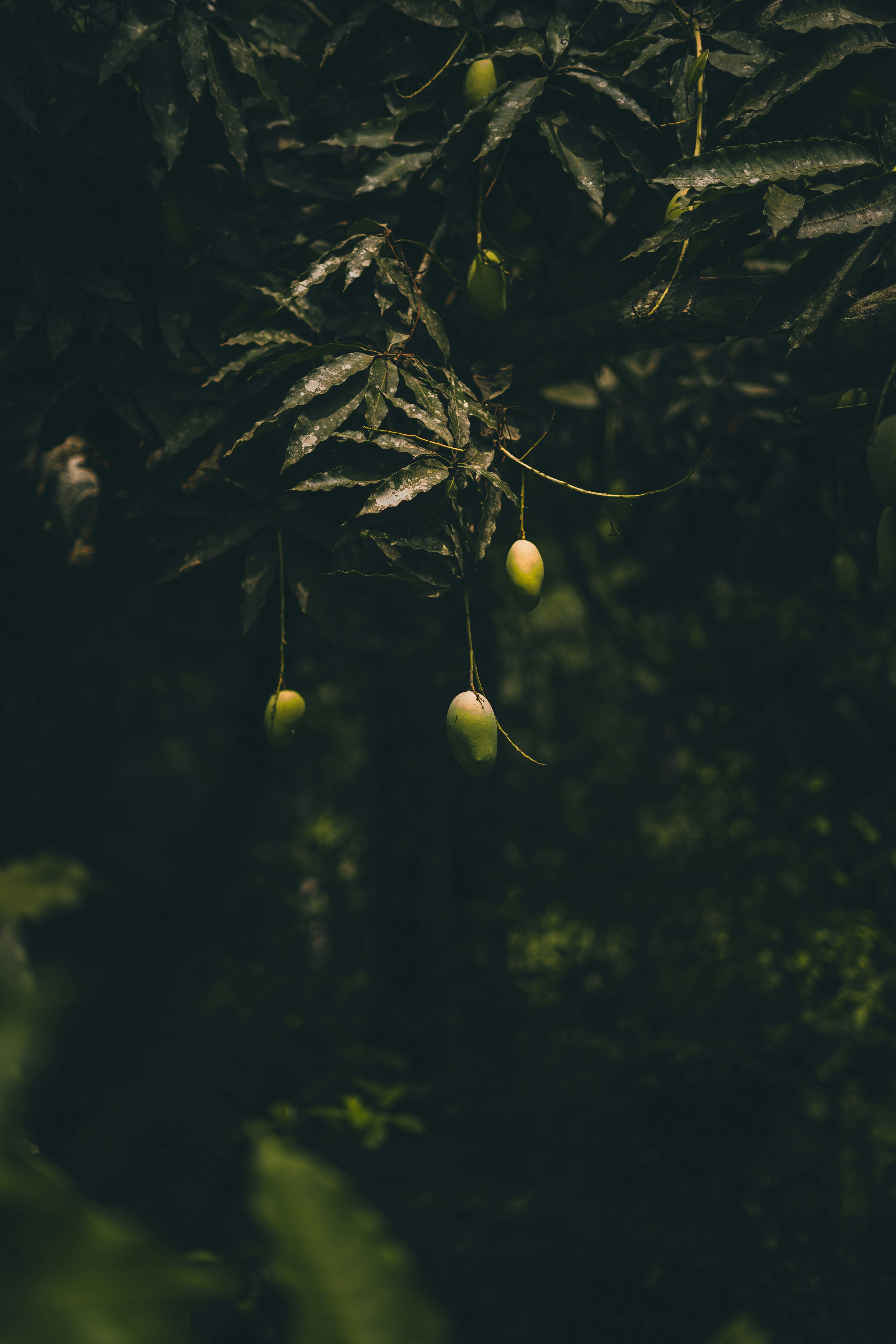 Dusk Orchard: Green Olives Adrift in Shadow