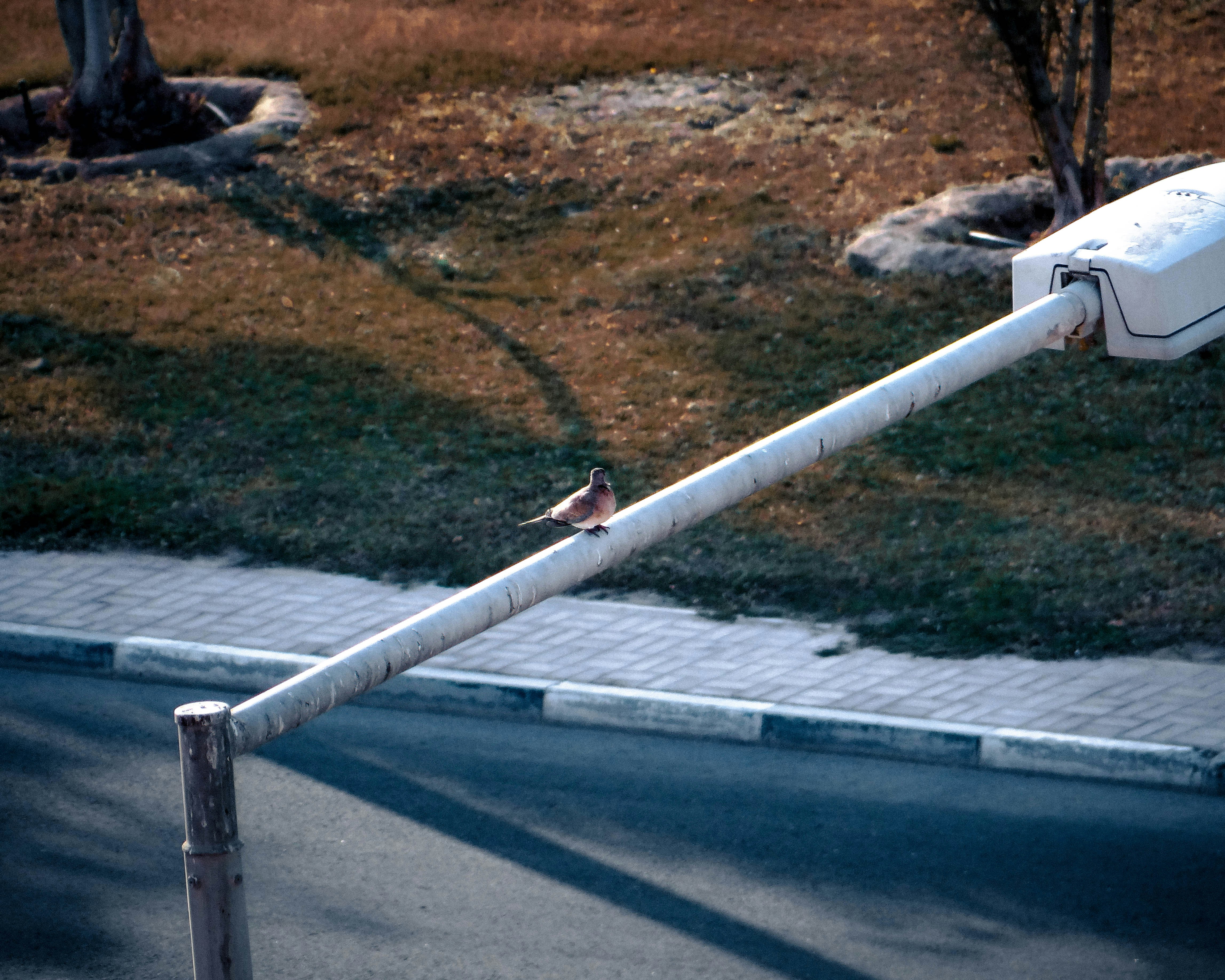 Sparrow on a Diagonal Rail Over a Quiet Suburban Street