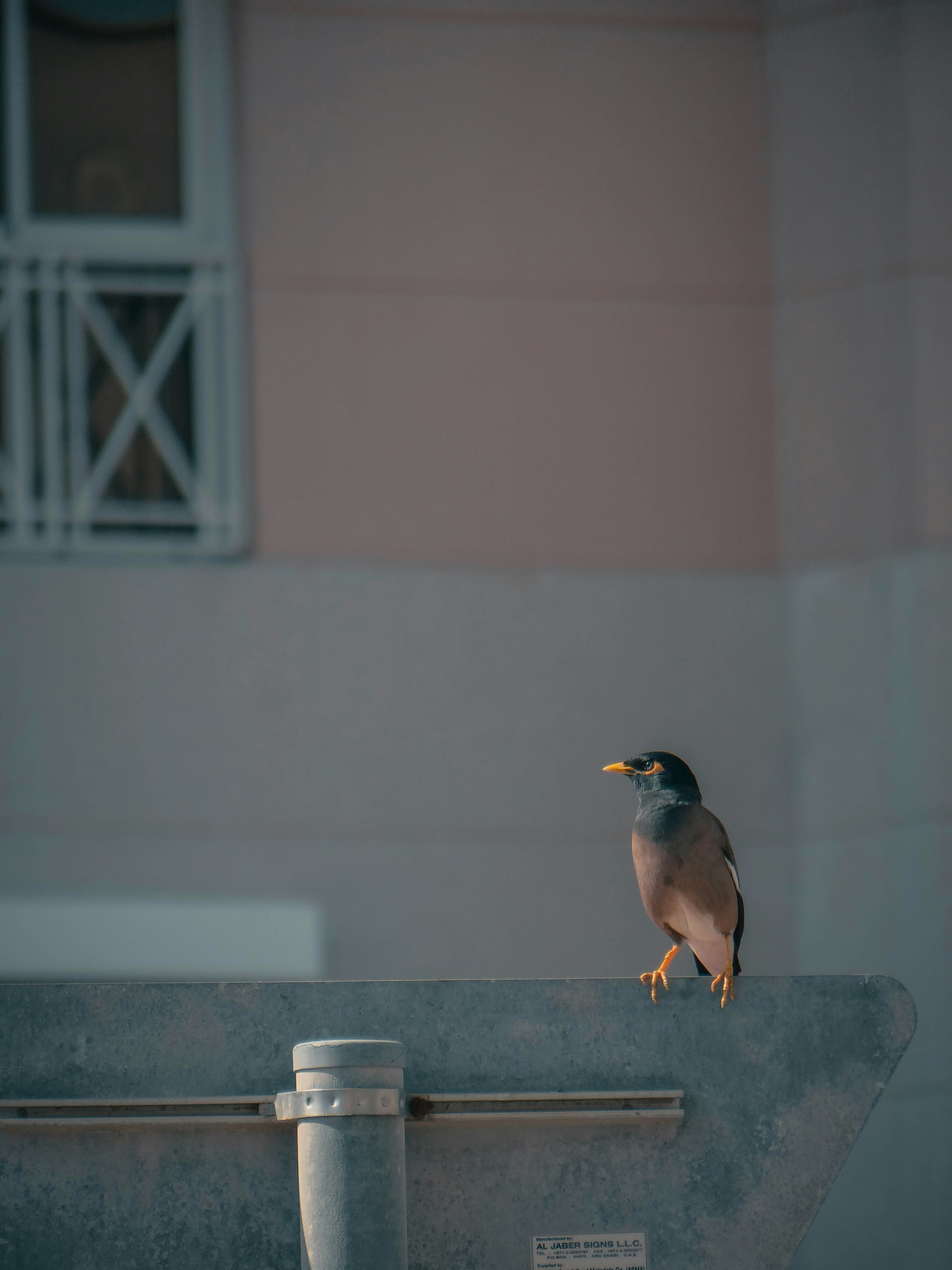 Urban Gull on the Edge: A Quiet Moment Above the Rail
