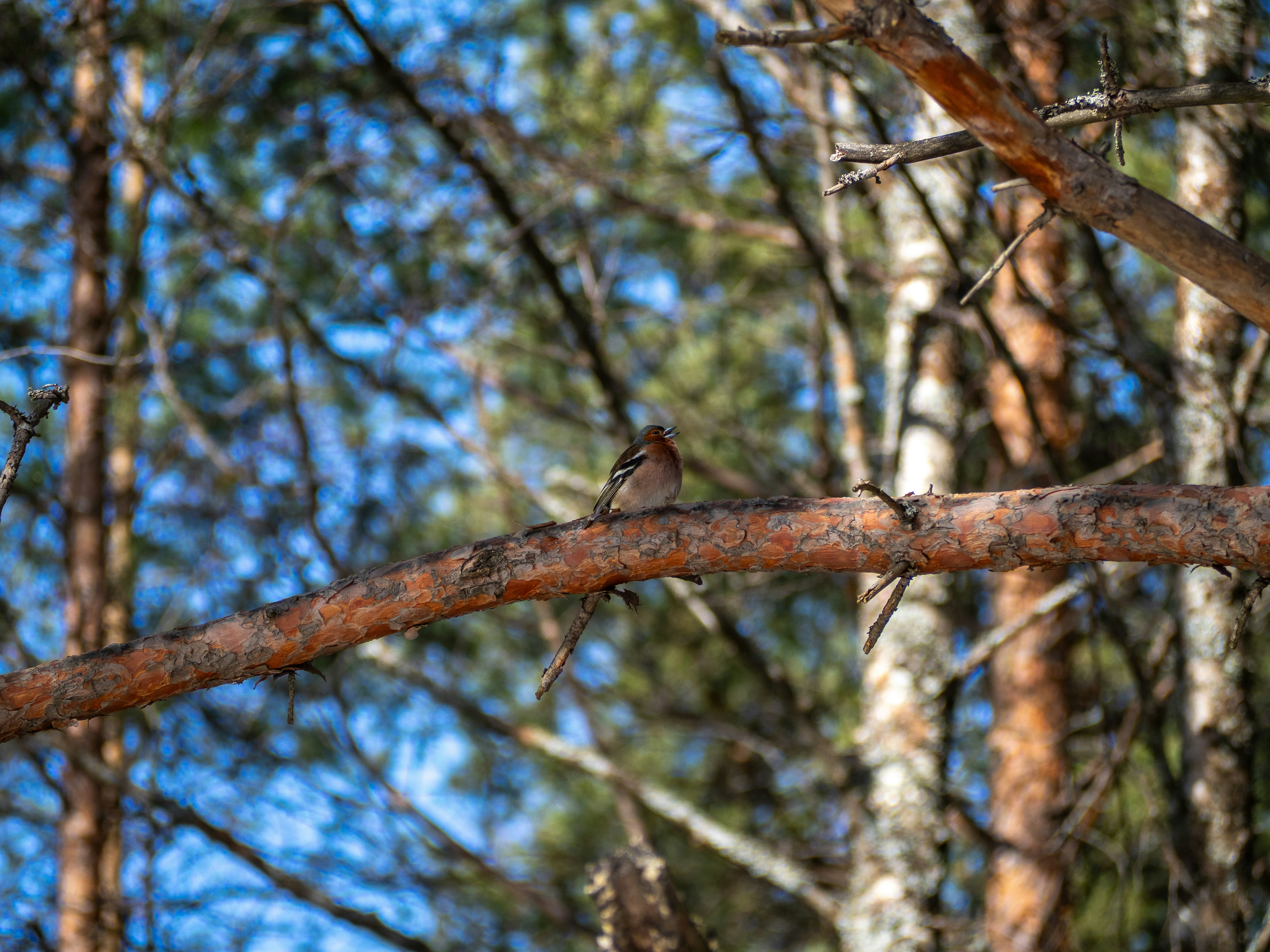 A small bird perched on a tree branch photo – Free Oulu Image on Unsplash