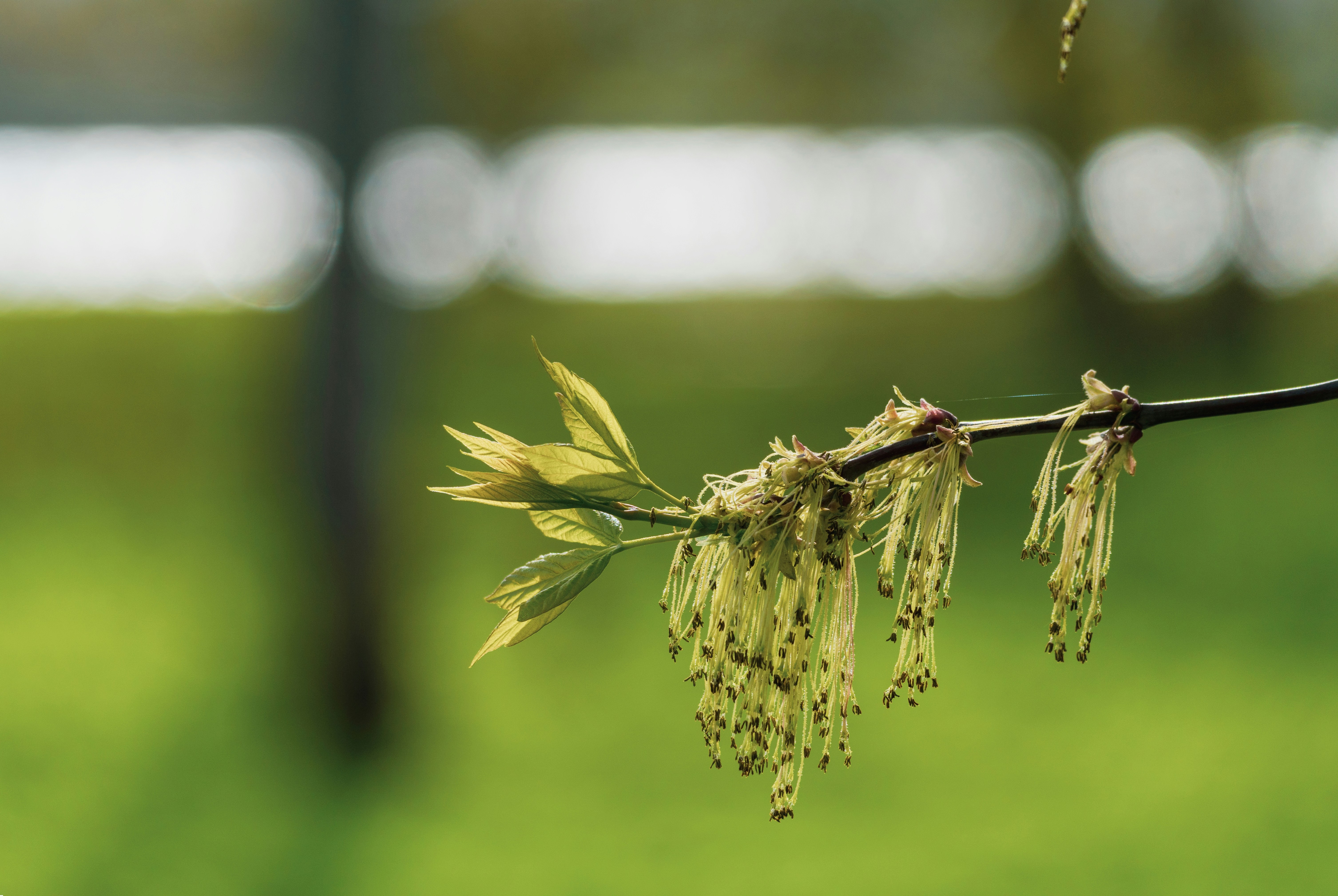 A close up of a tree branch with flowers photo – Free Green Image on ...