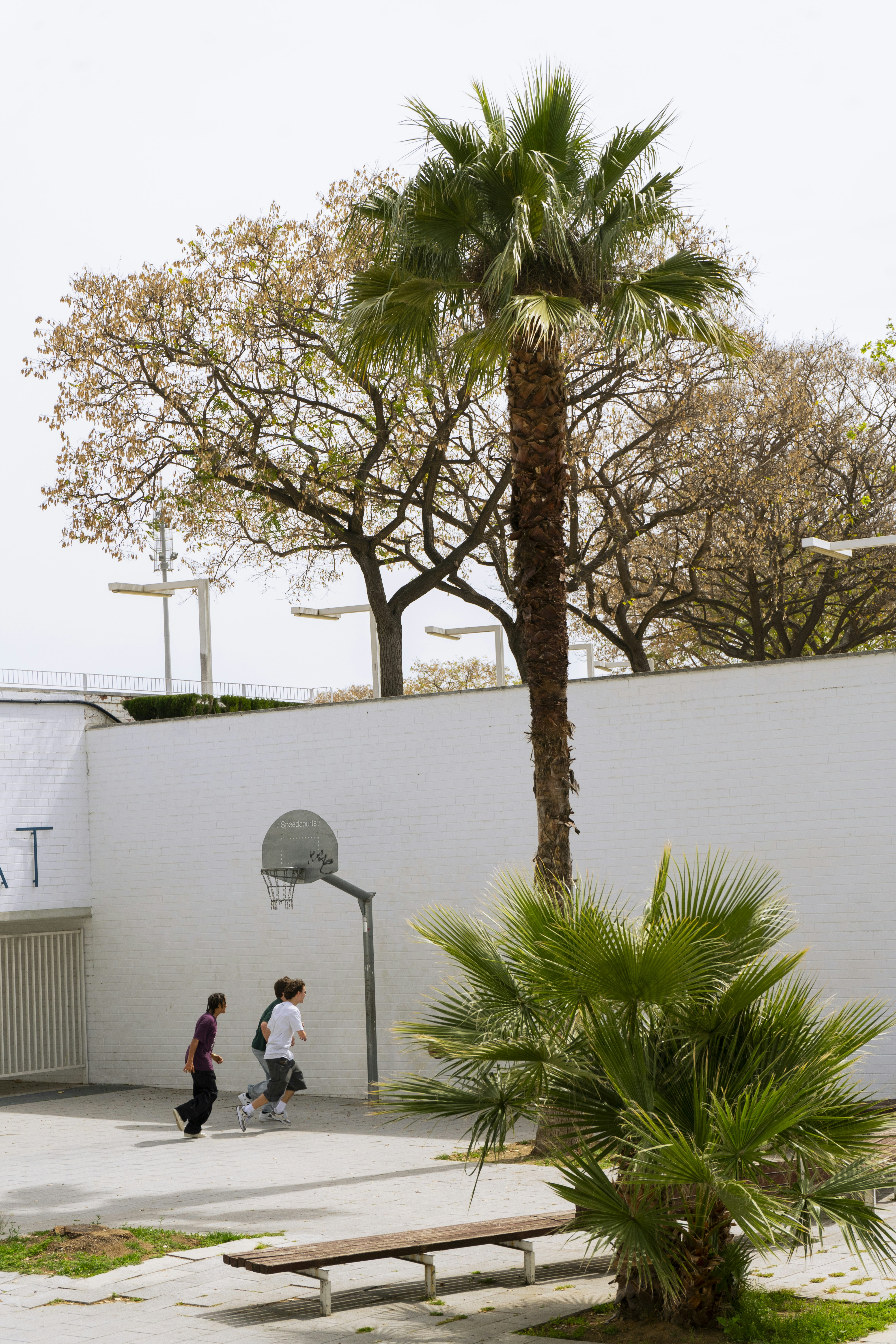 Palm Tree on the Sunlit Court: Quiet Motion by a White Wall