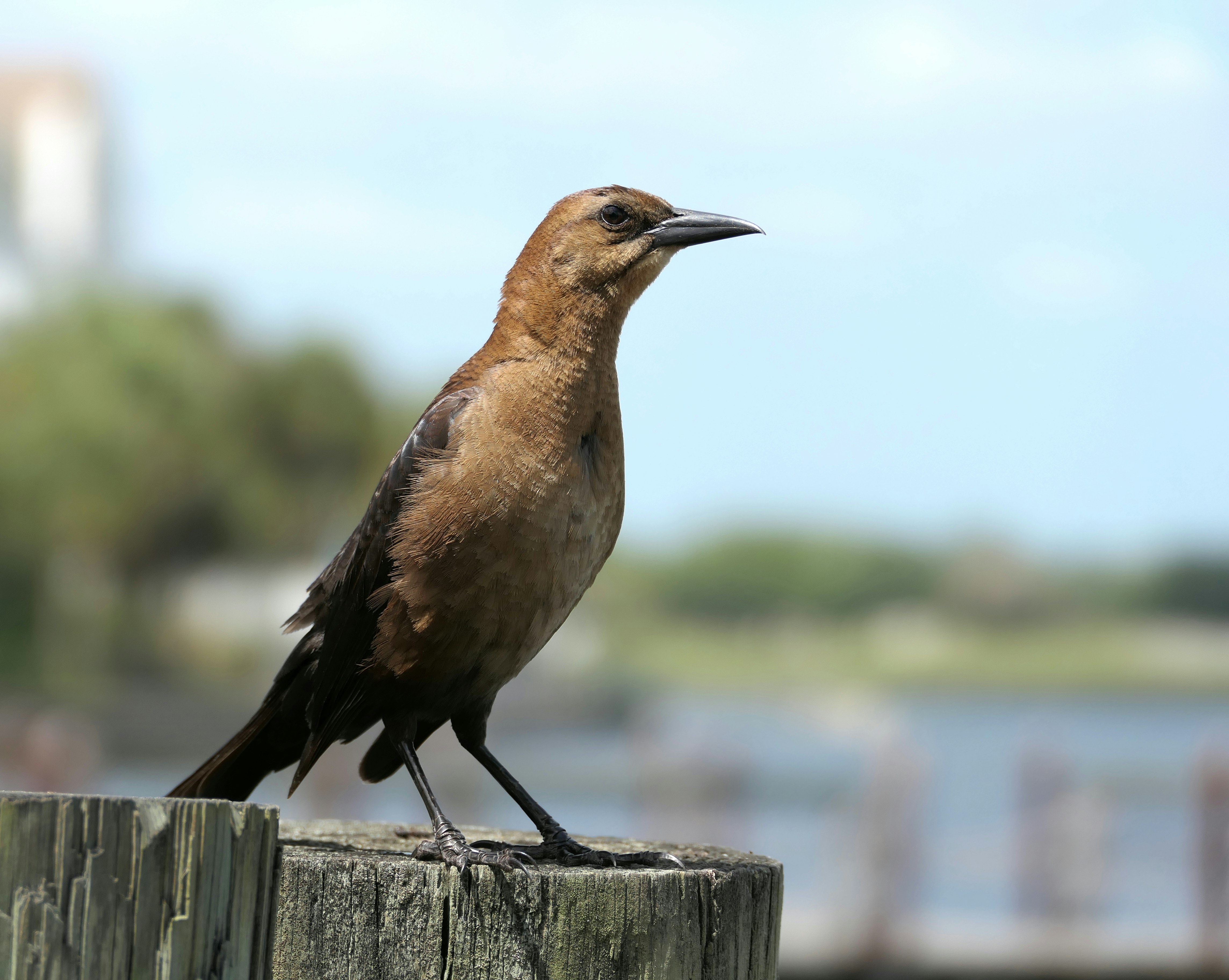 Brown-feathered bird perched on a weathered wooden post beside a tranquil waterway, head turned slightly as if surveying the scene. The shallow depth of field isolates the subject with a soft, out-of-focus background.