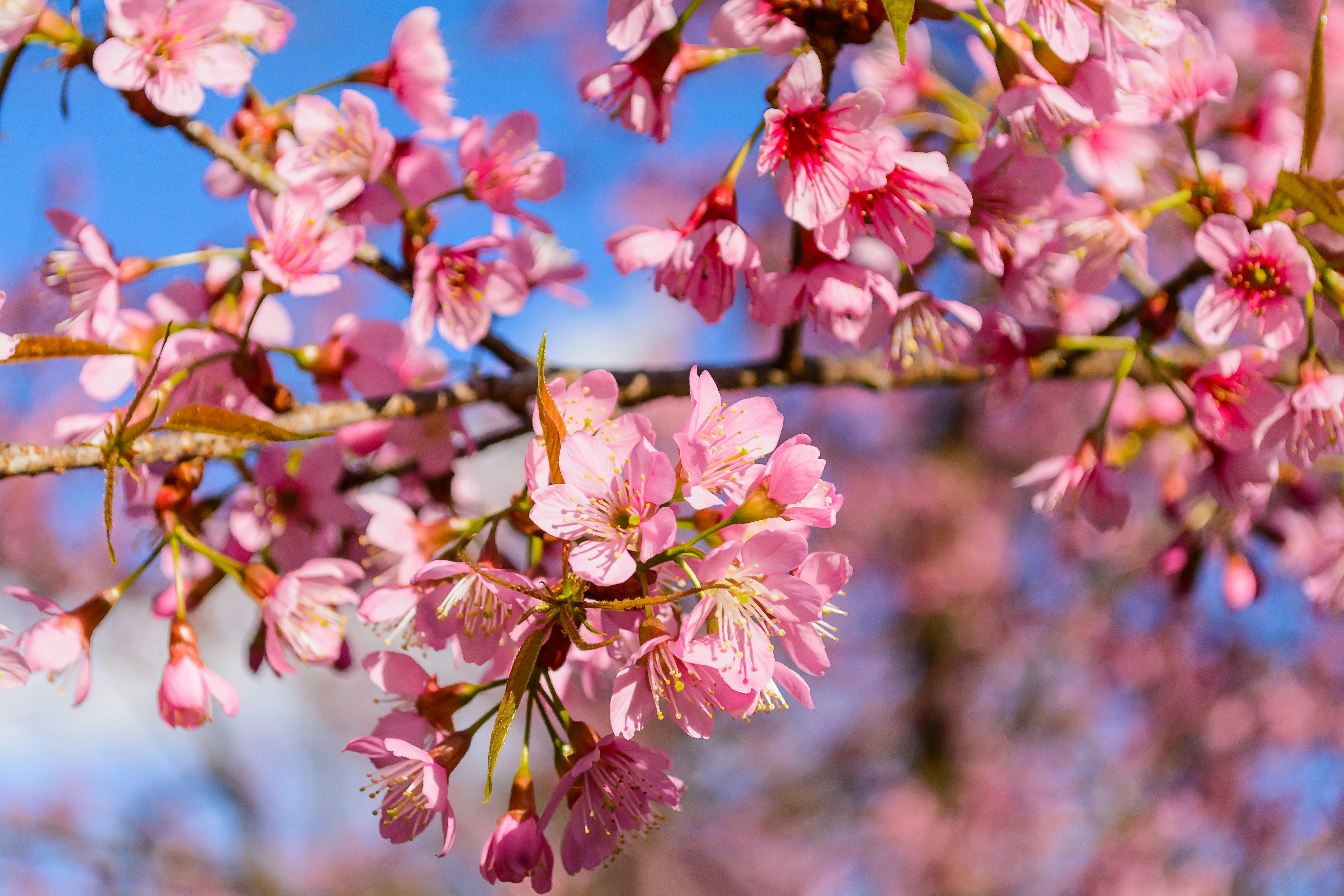 Vibrant pink cherry blossoms in full bloom against a clear blue sky.