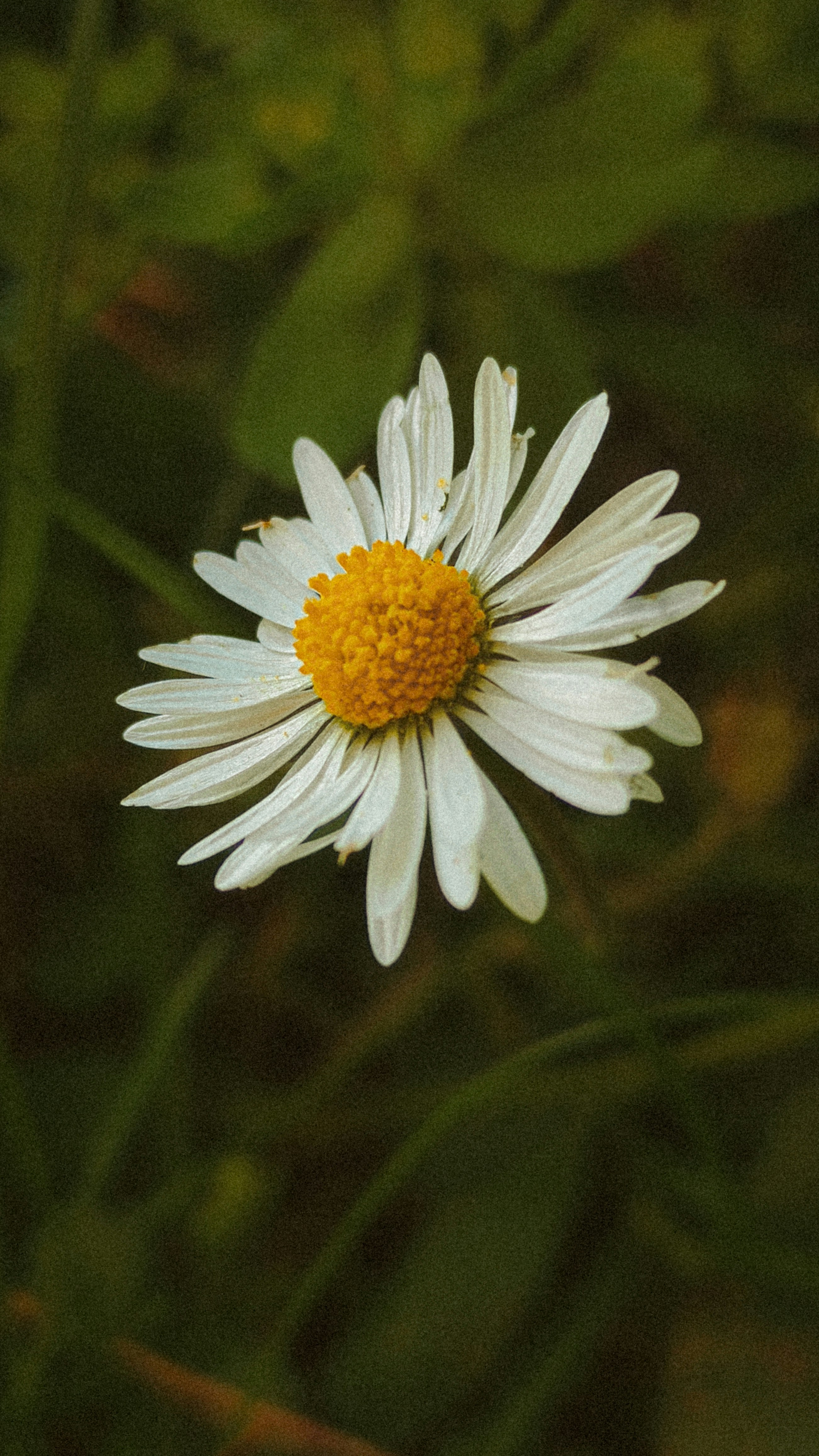A delicate daisy stands alone amidst lush greenery, showcasing its vibrant yellow center and white petals. The composition highlights the flower's natural beauty.