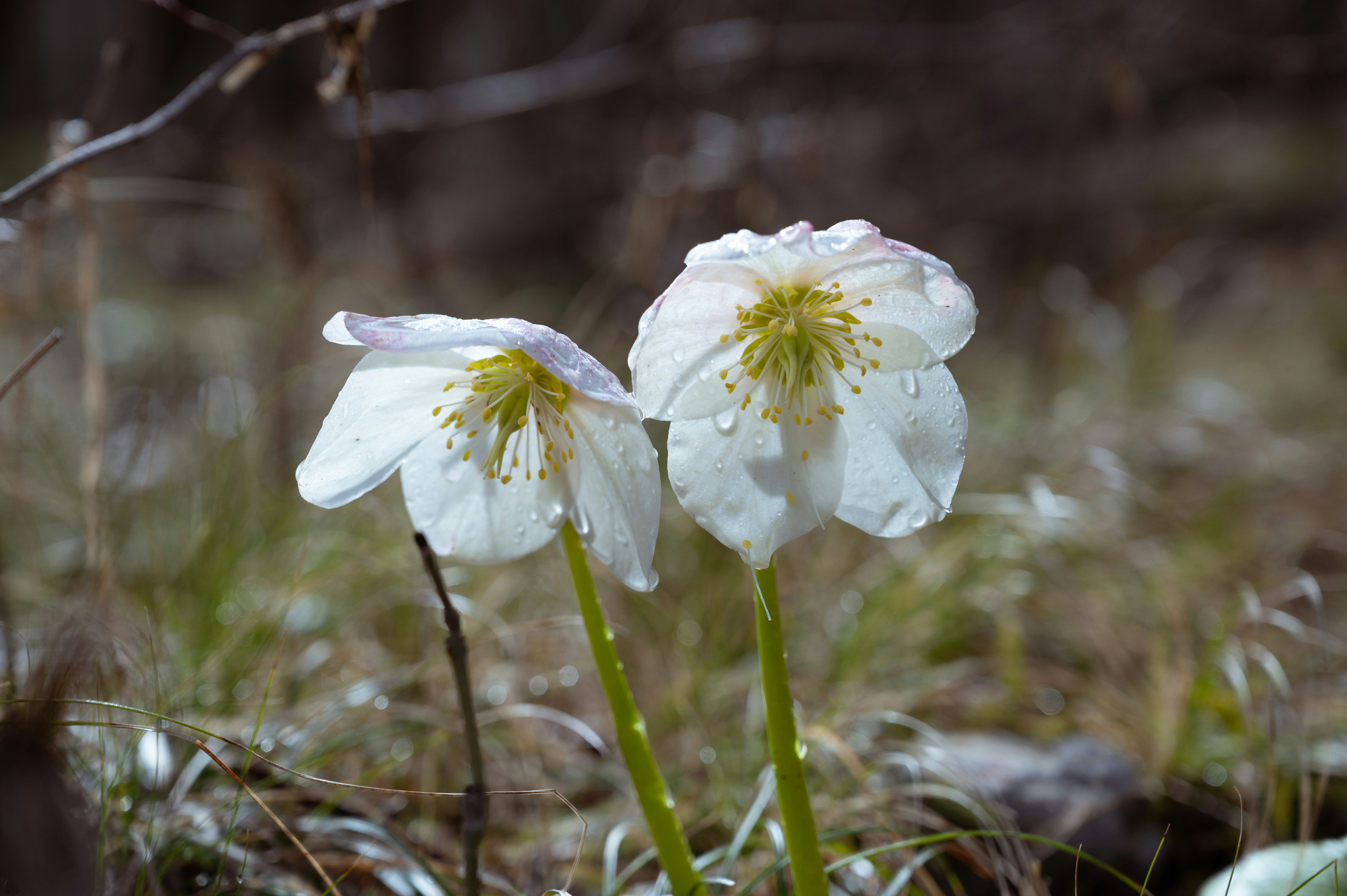 Dewlit Duo: White Anemones in a Quiet Grass Border