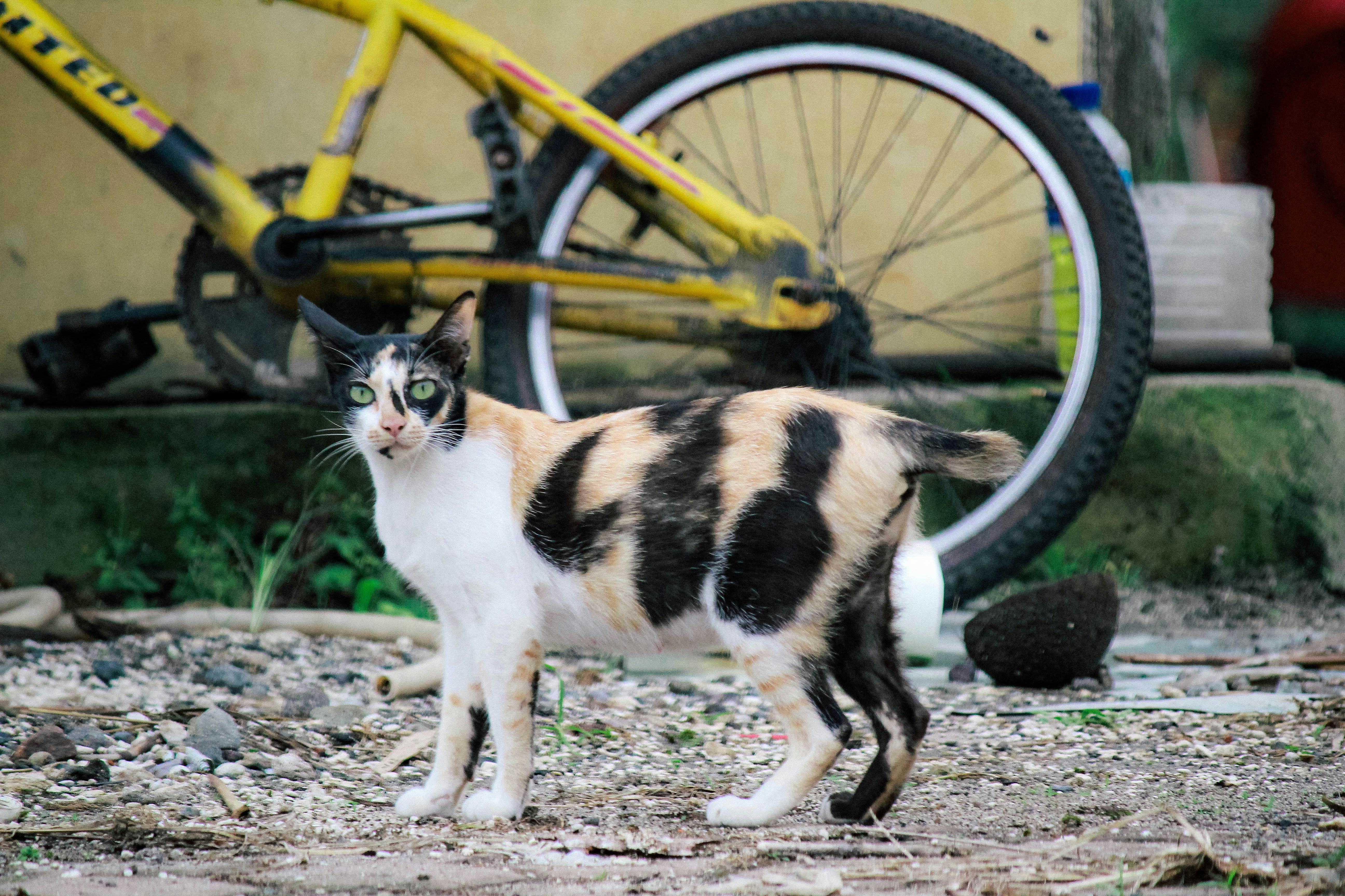Calico in the Gravel: Gazing Across a Yellow Bicycle Backdrop