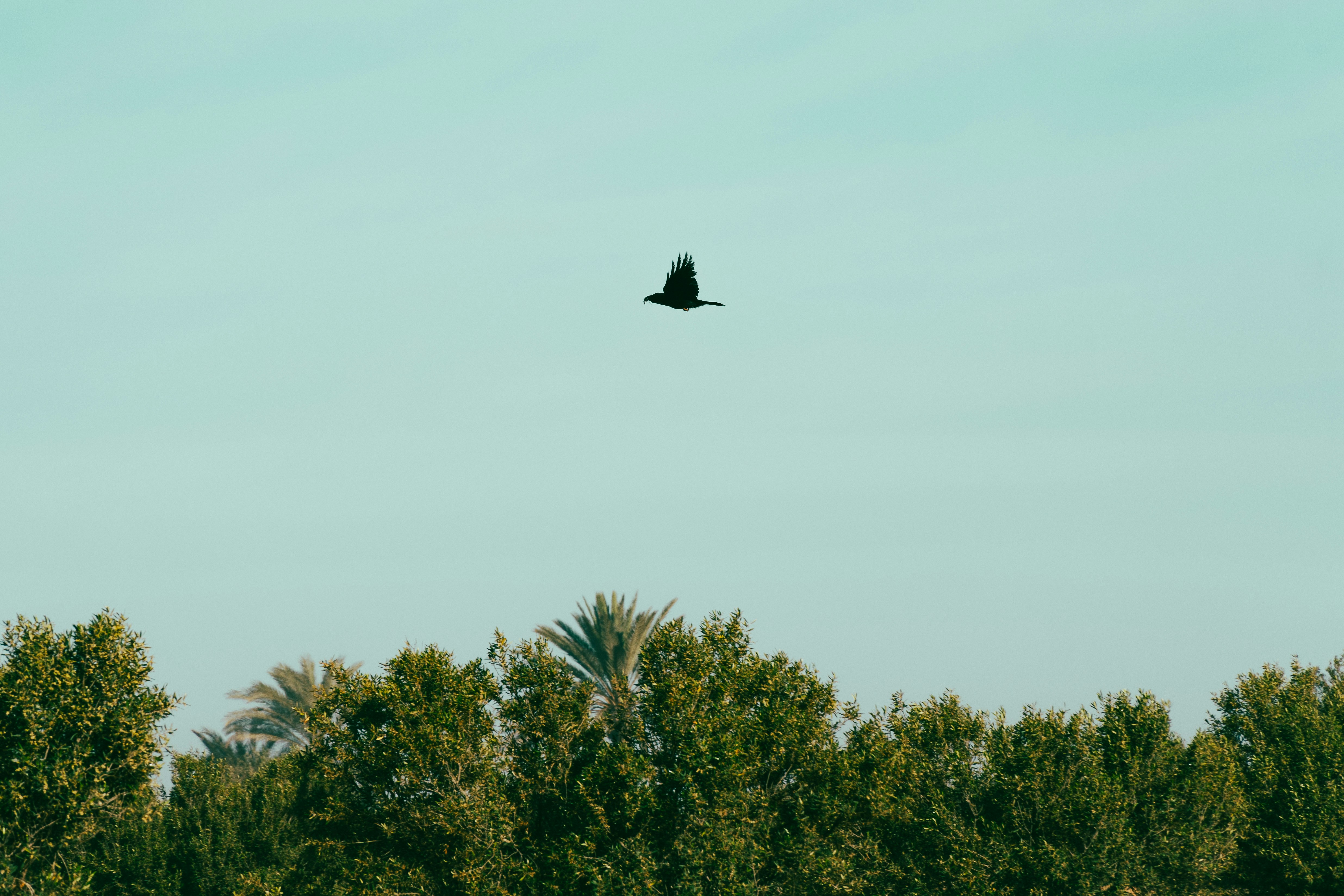 A bird flying in the sky over some trees photo – Free Tunisia Image on ...