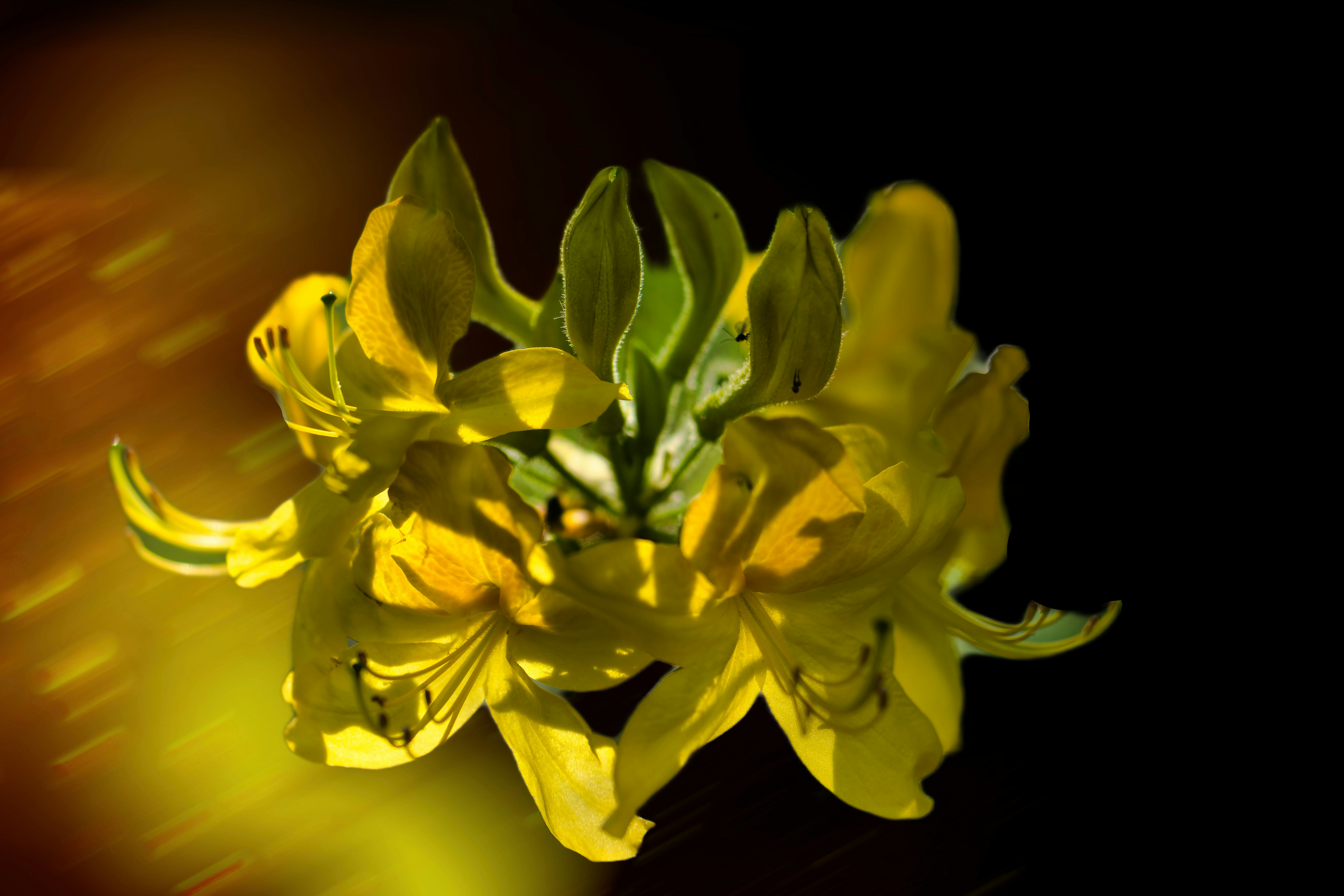 When the Sun Breaks Yellow: a Singled Blossom in Focus