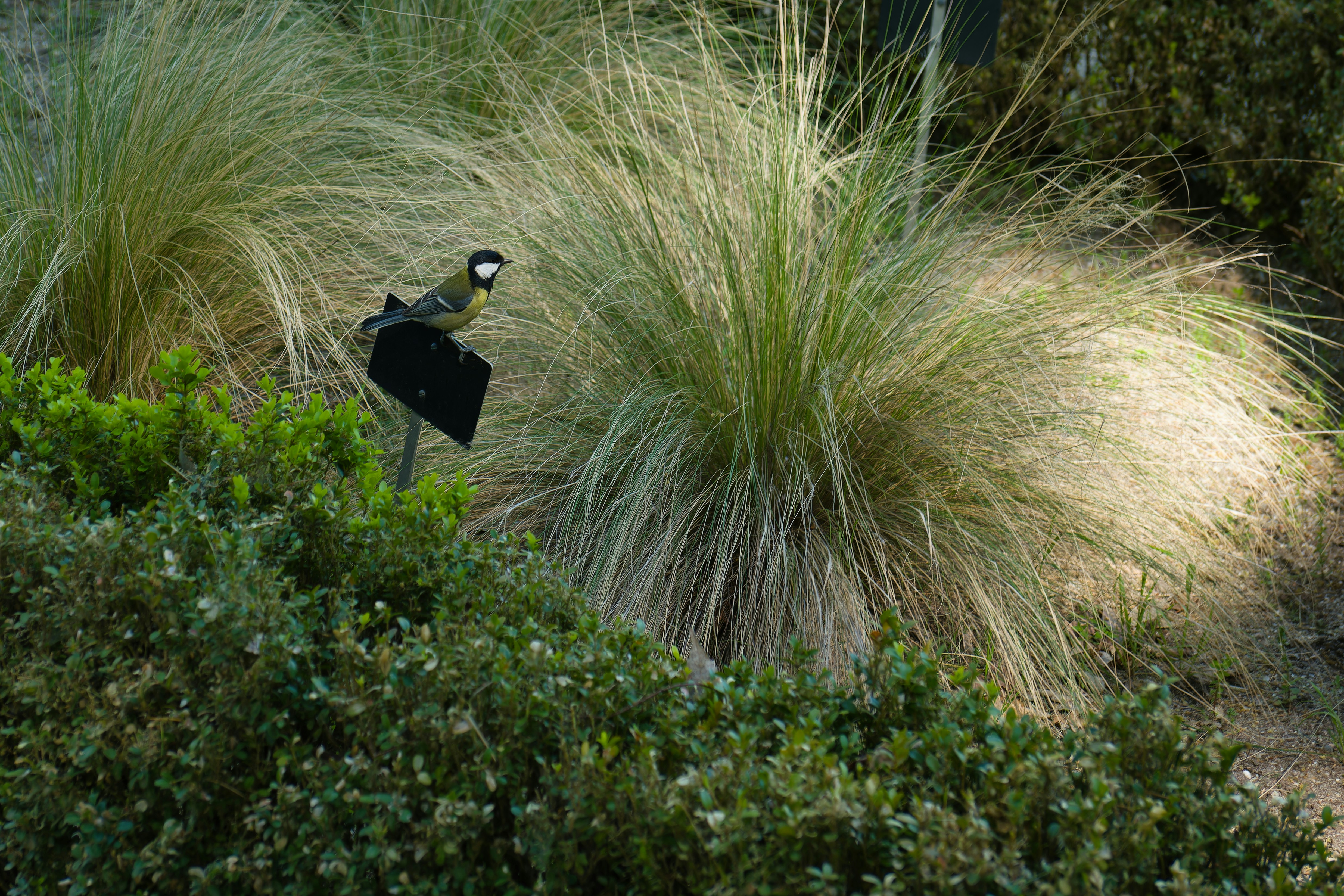 a bird is perched on top of a plant