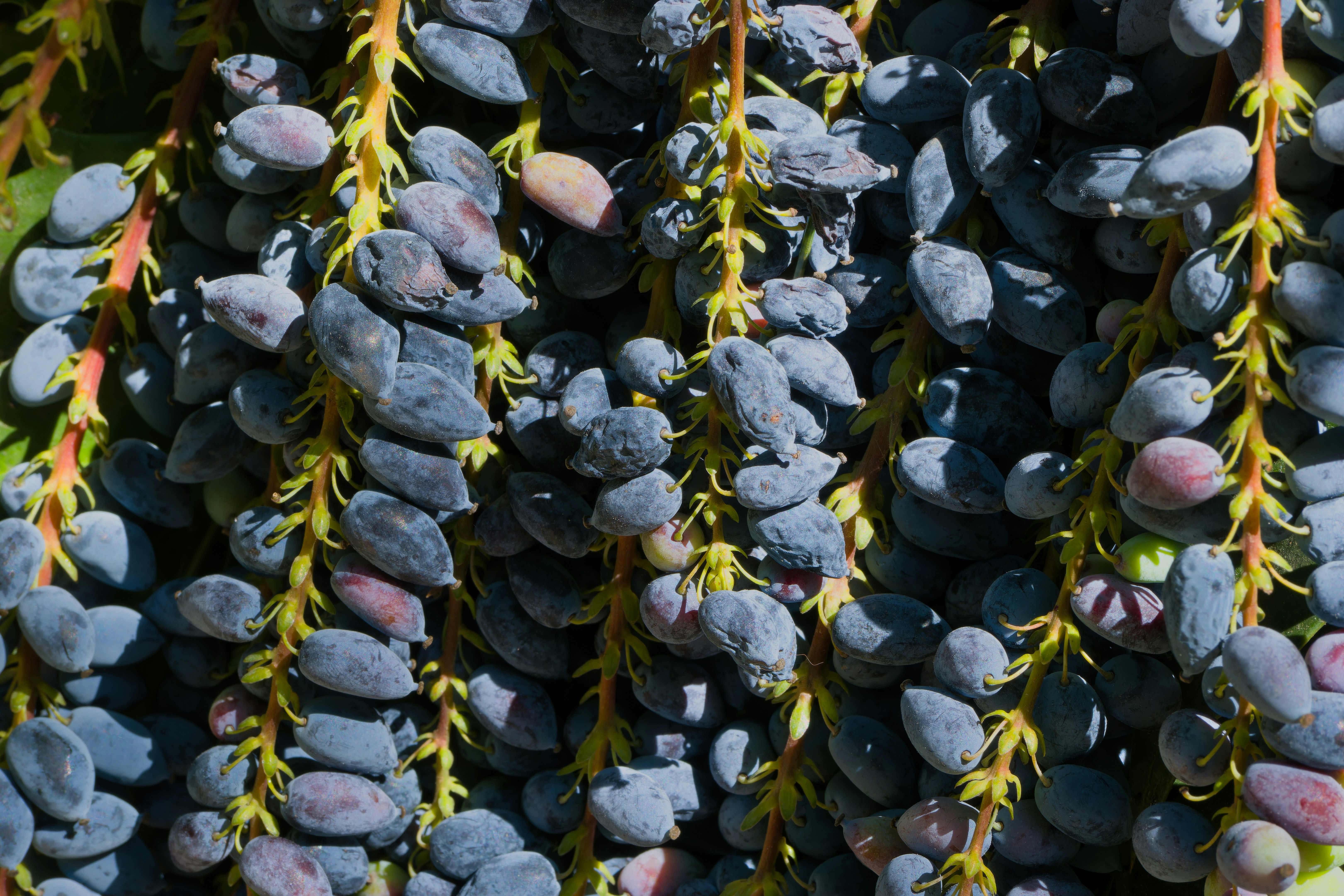 Close-up photograph of blue-purple grape clusters hanging from sunlit vines.