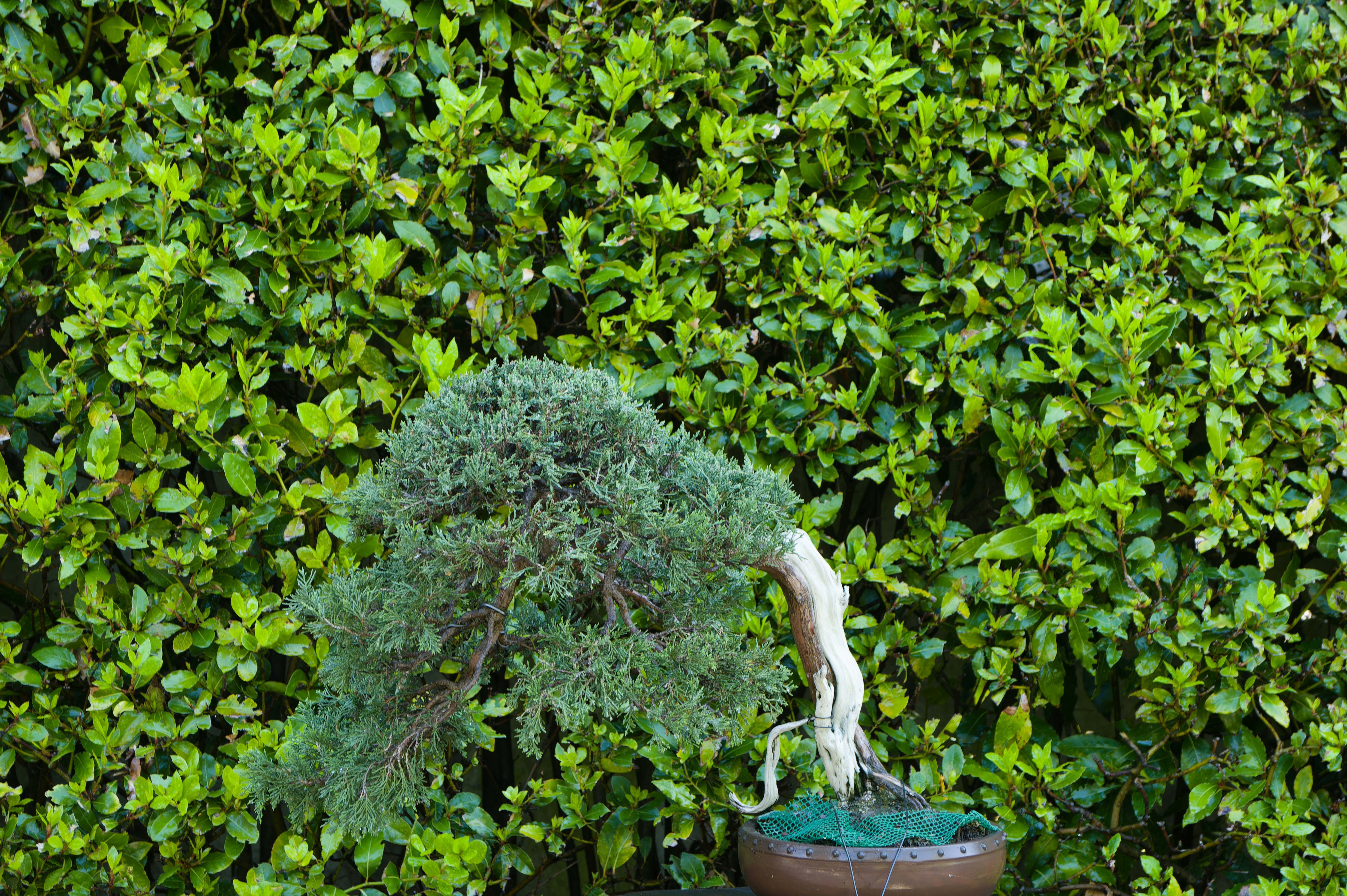 Bonsai in a Green Velvet: A Quiet Portrait