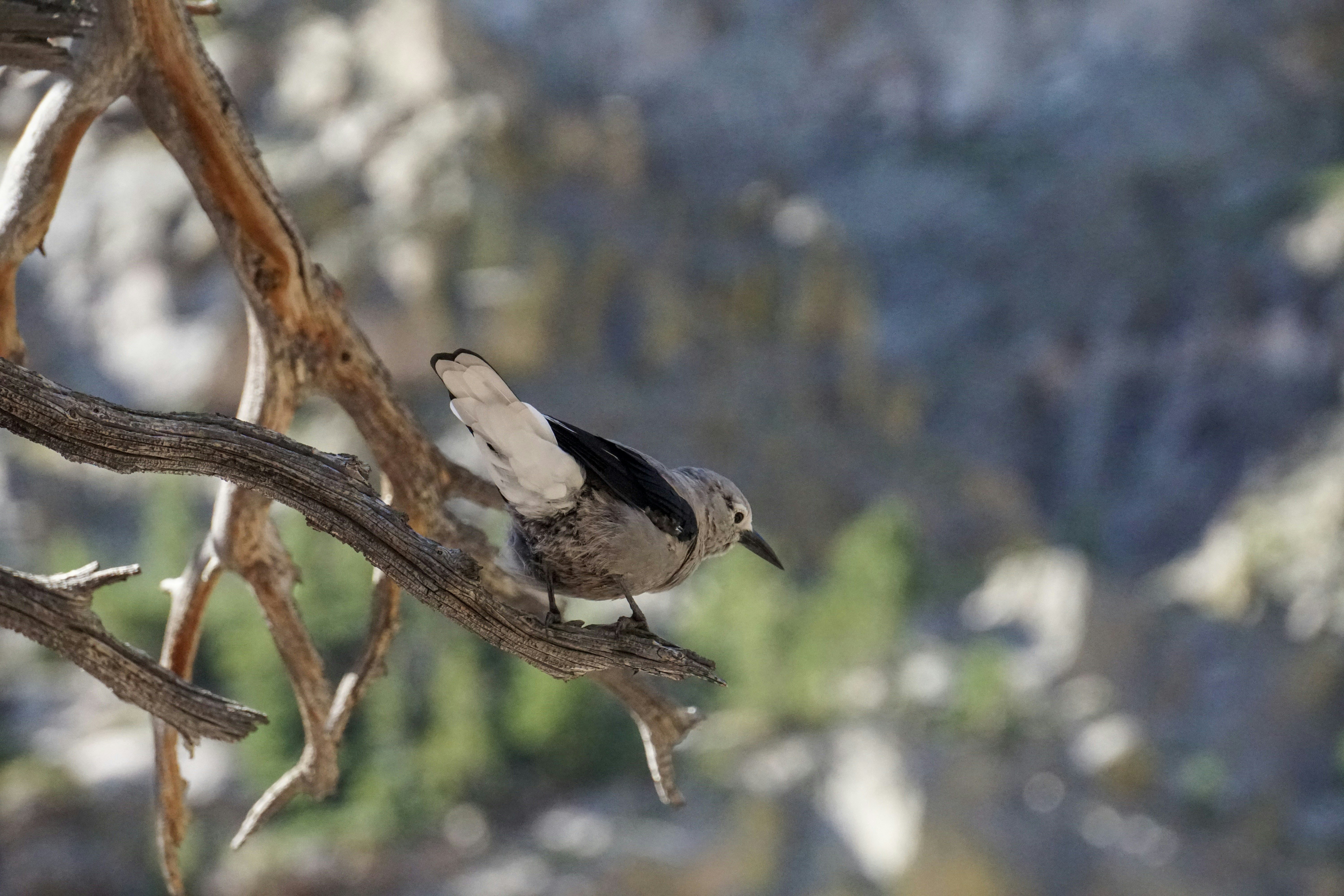 Grey Finch on a Weathered Branch in a Mountain Glade