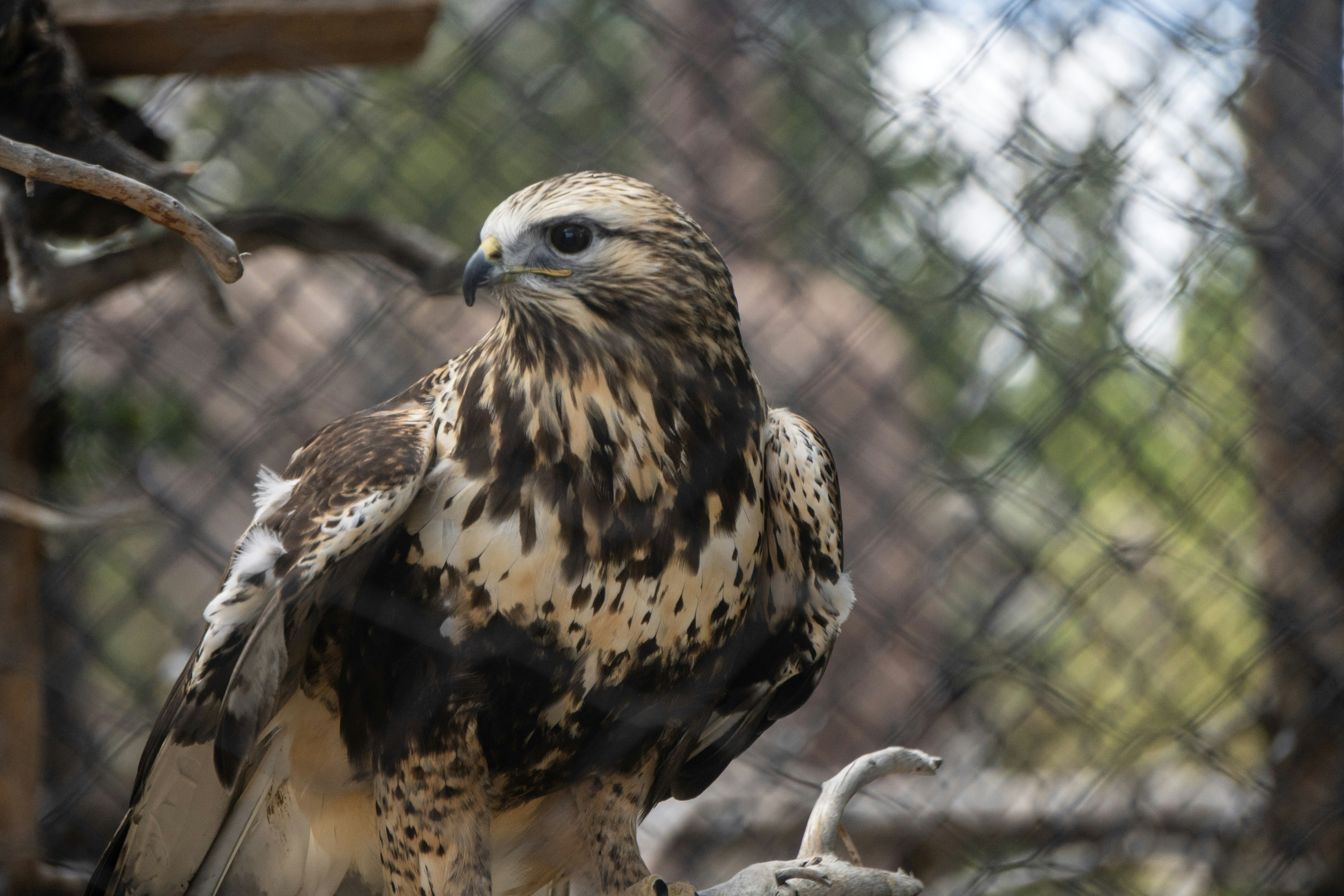 Glimpse Through the Mesh: A Hawk Watches from a Cage Perch