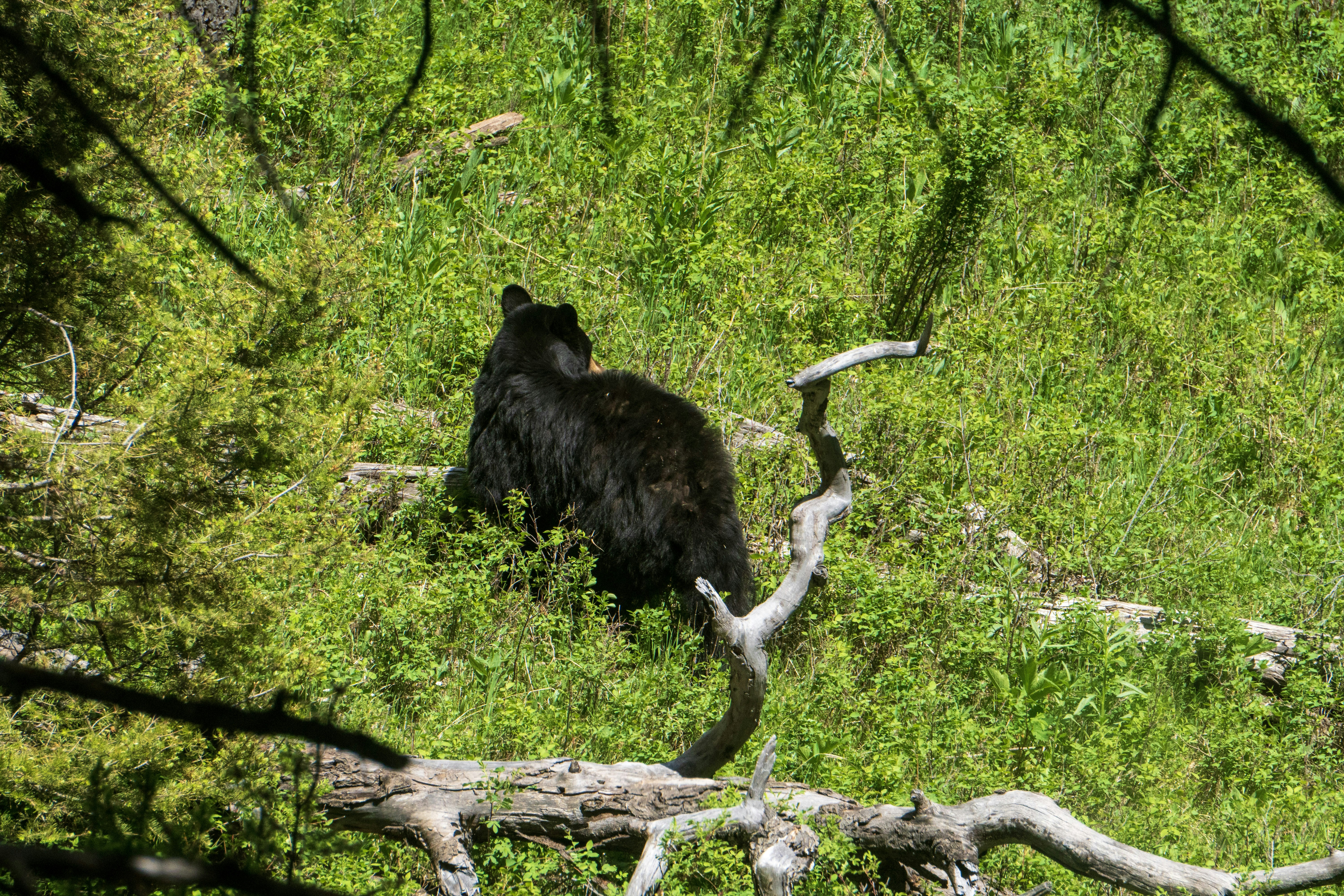 Brown Bear Amid Green Canopy: A Moment of Wild Solitude