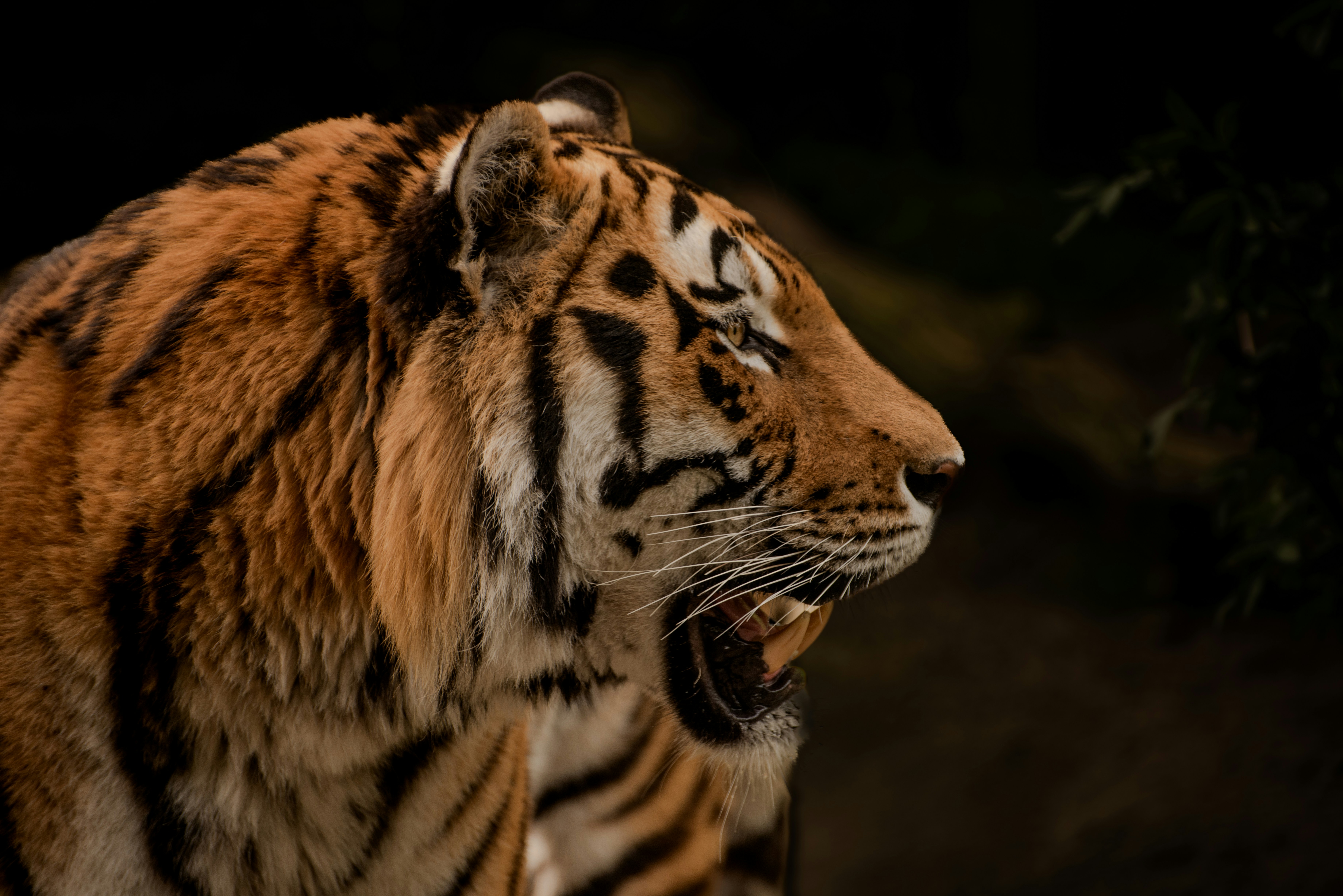 Tiger Head Pictures | Download Free Images on Unsplash