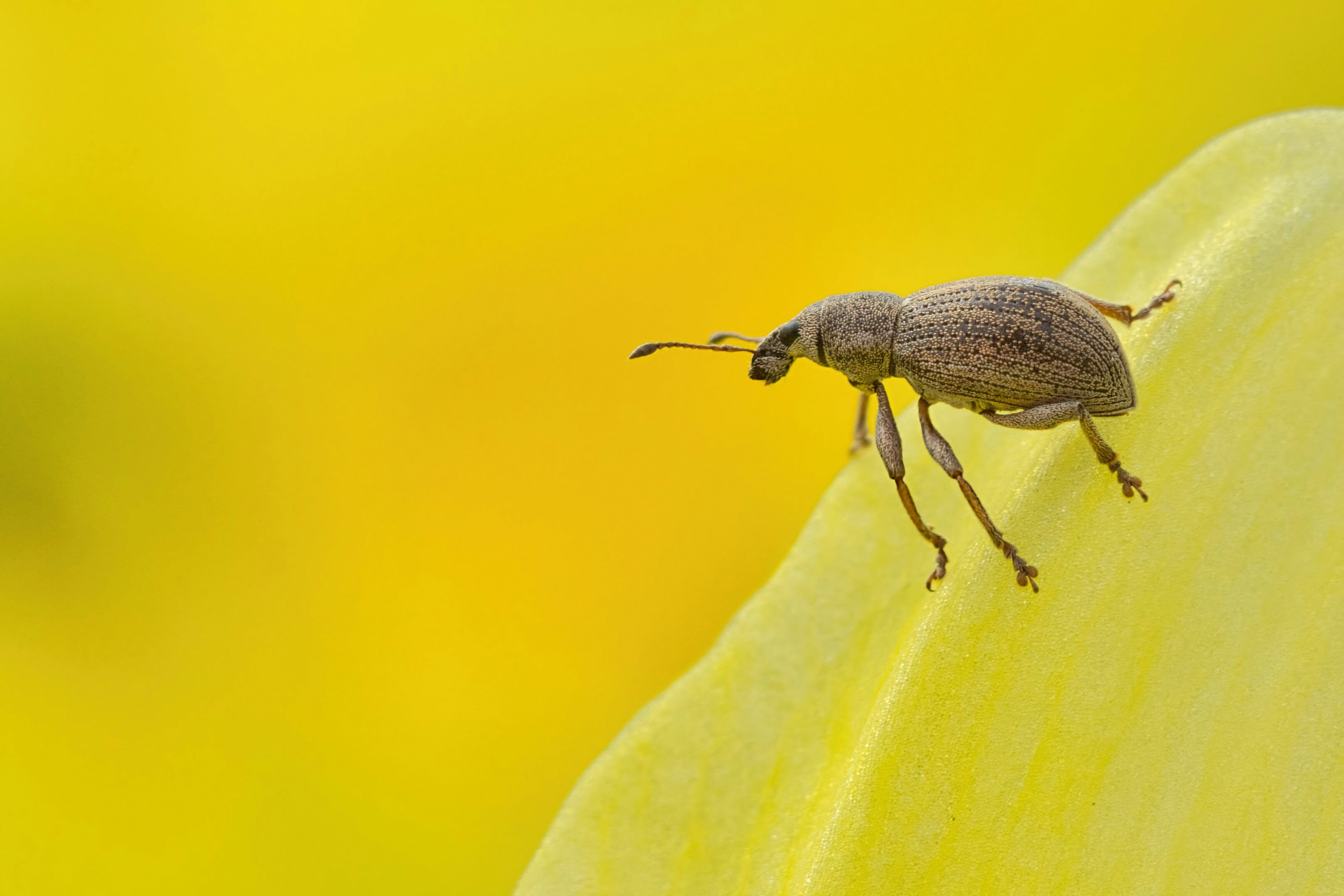 On the Edge of Yellow: A Tiny Beetle Navigates a Sunlit Leaf