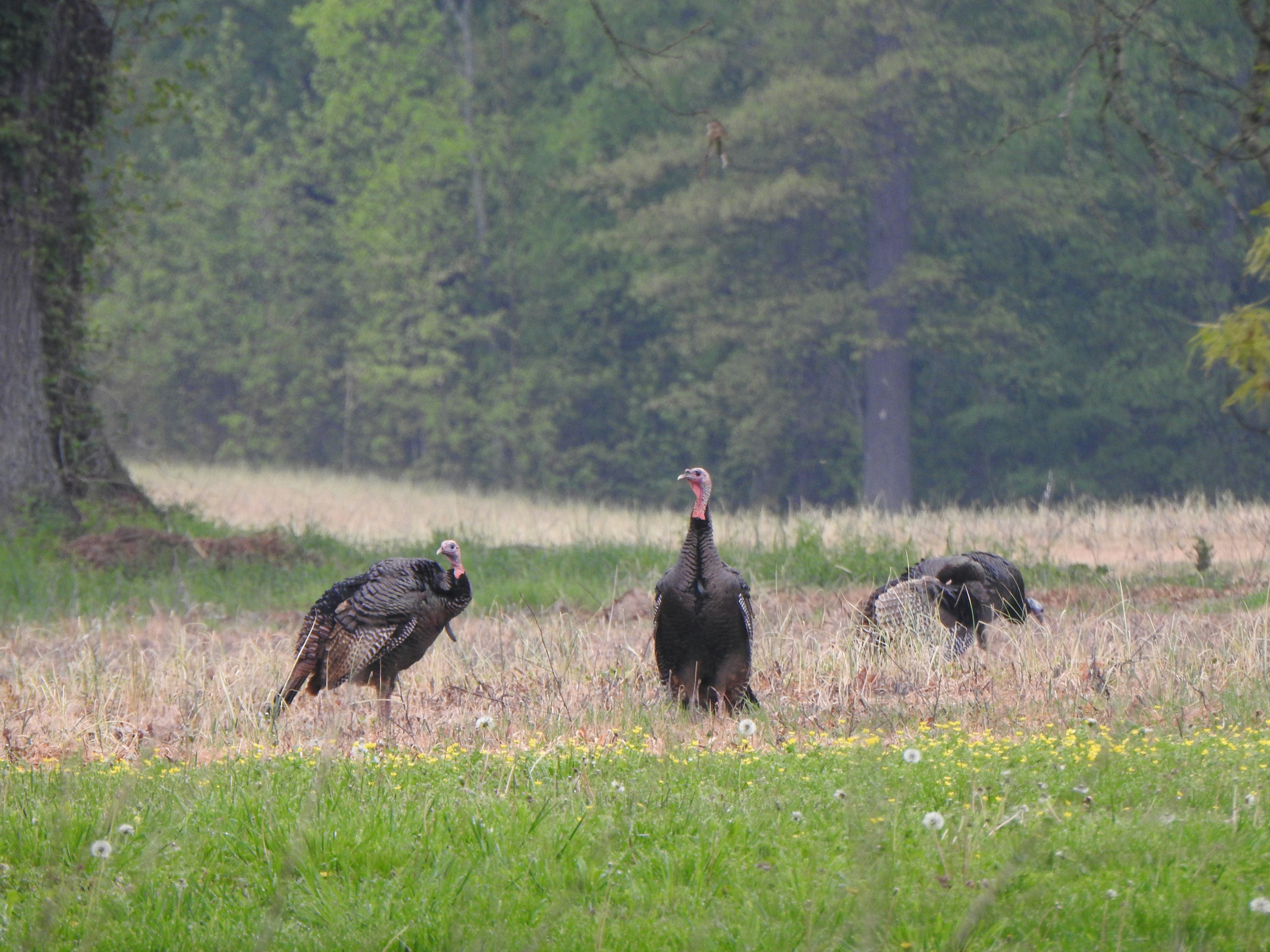 Three turkeys in a field with trees in the background photo – Free ...