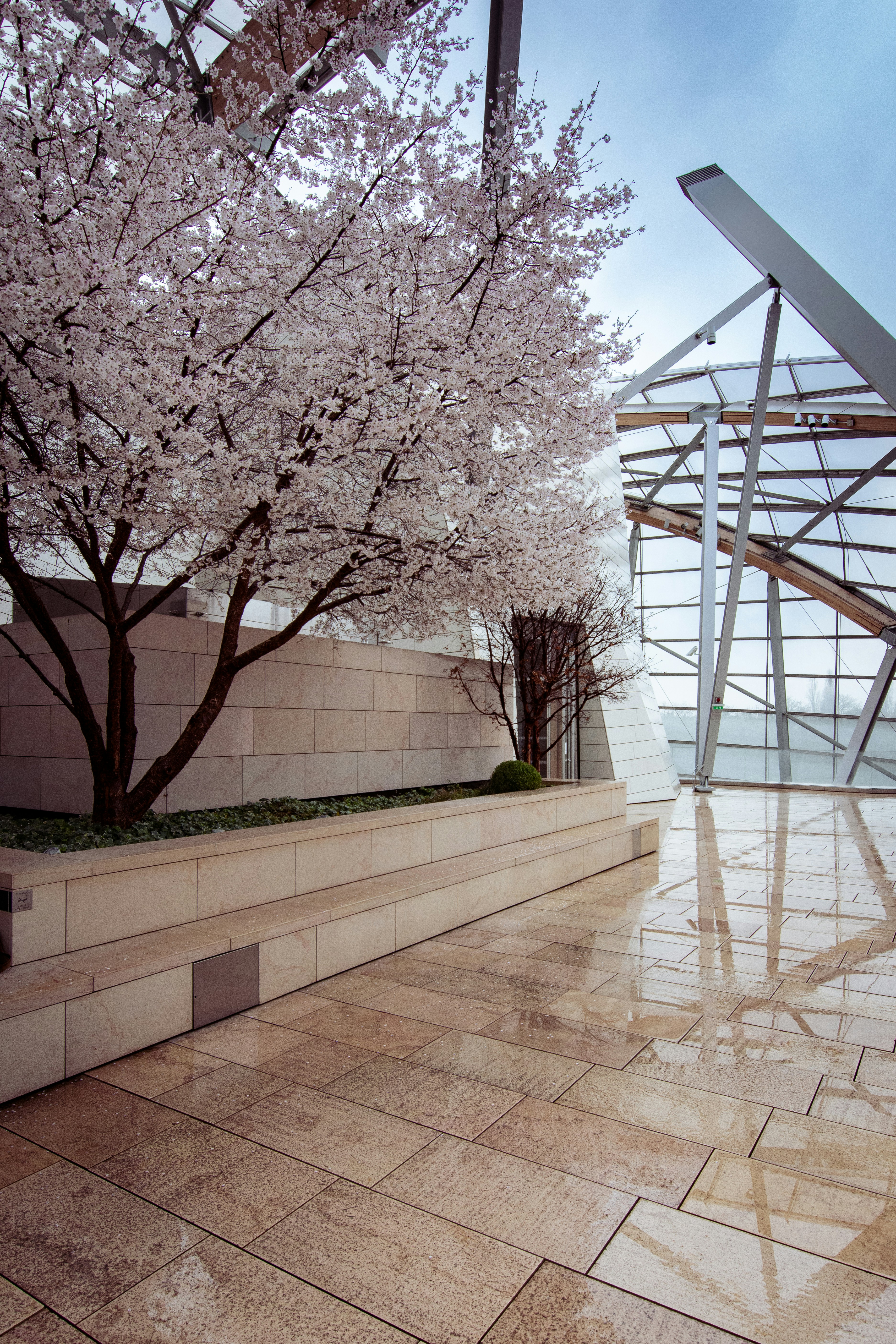 Cherry Blossoms Framed by Glass and Steel Atrium