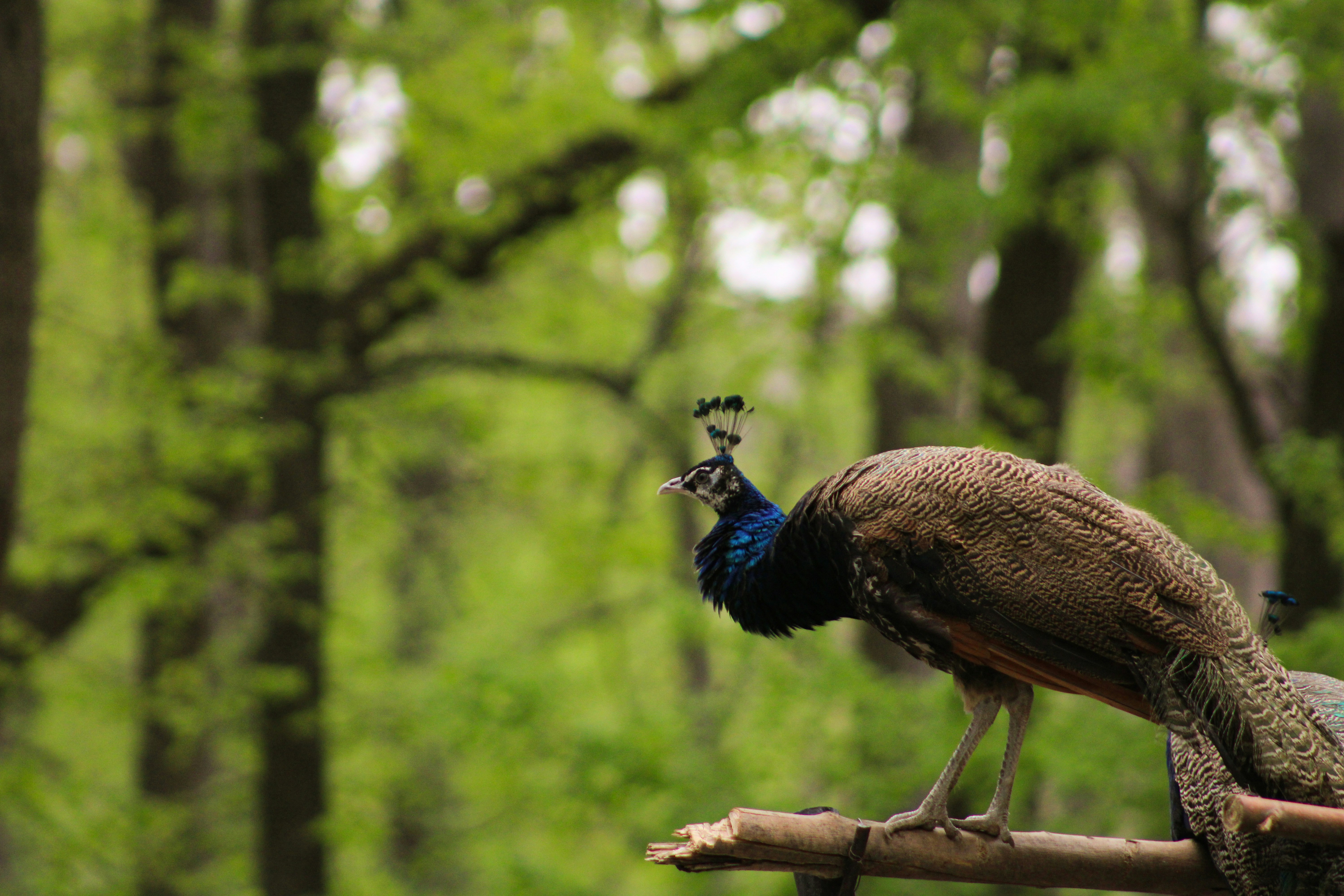 Peacock Perched in a Verdant Quiet