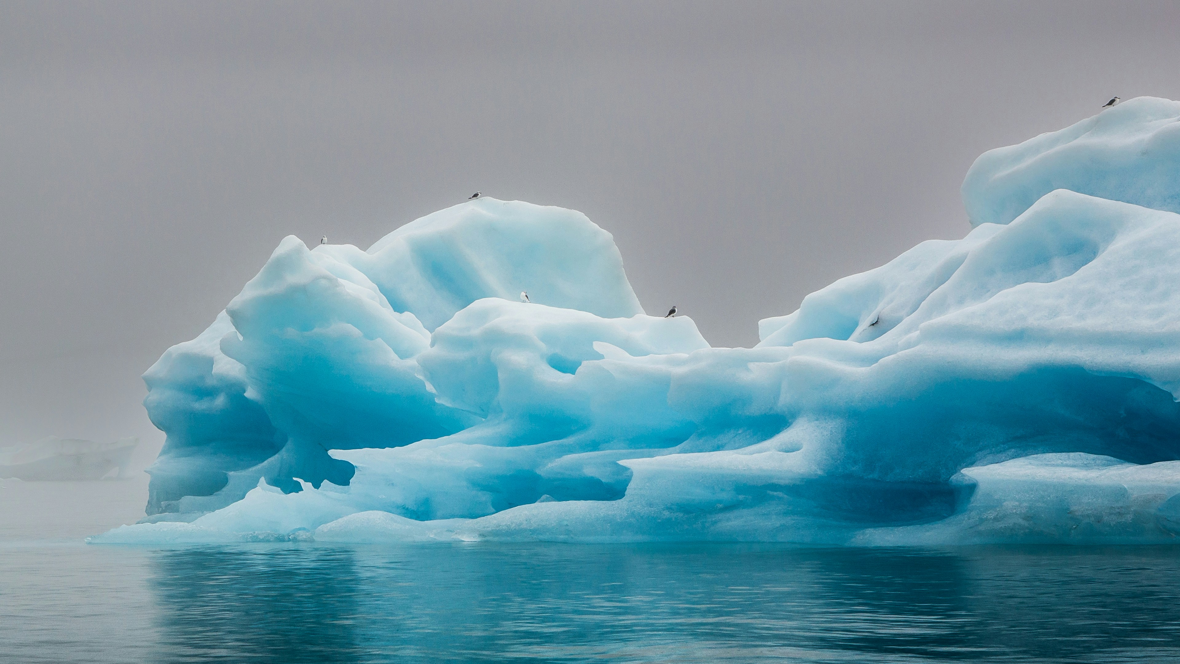 A group of birds sitting on top of an iceberg photo – Free Iceland ...