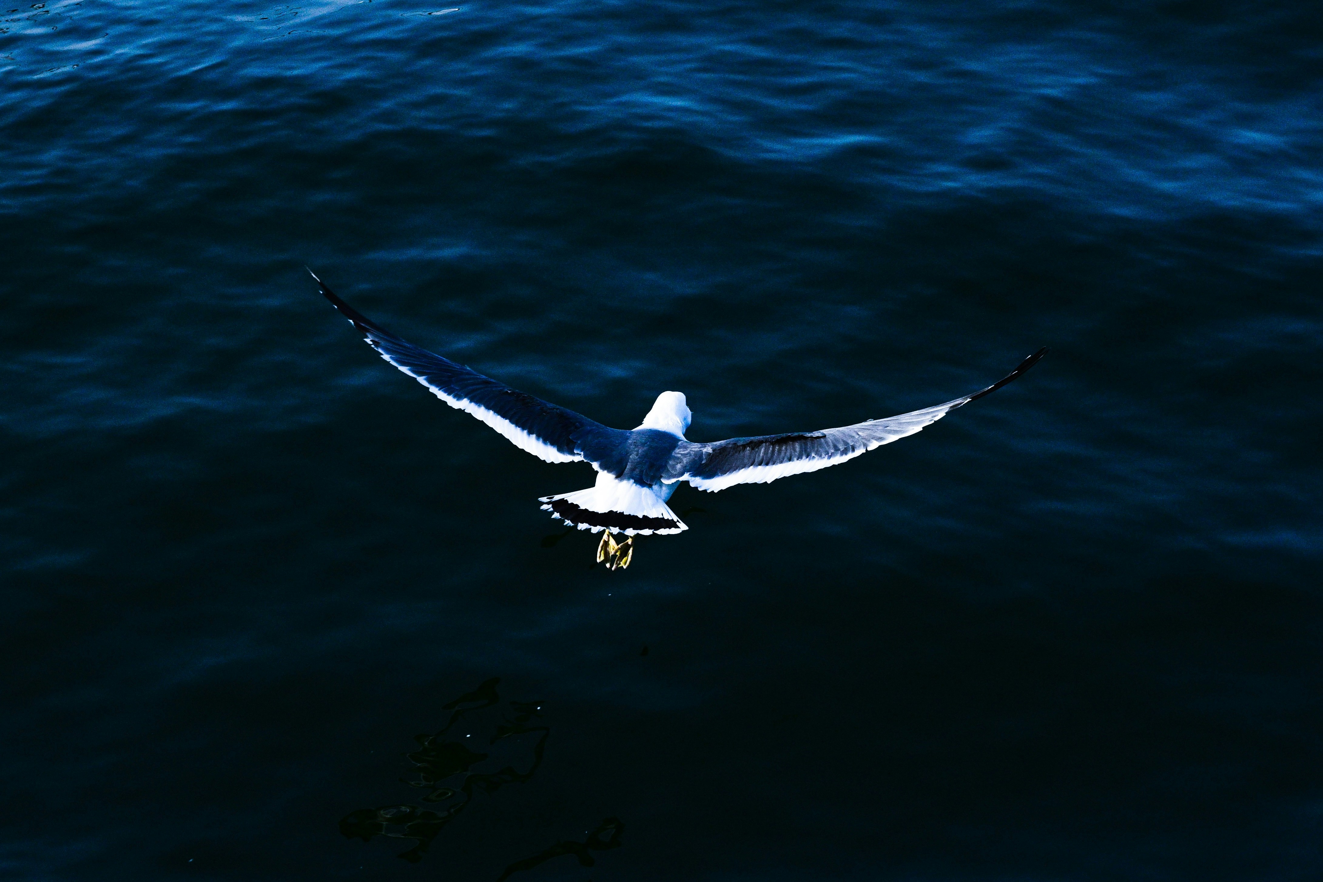 Photo by Victoria Wang with Nikon Z8