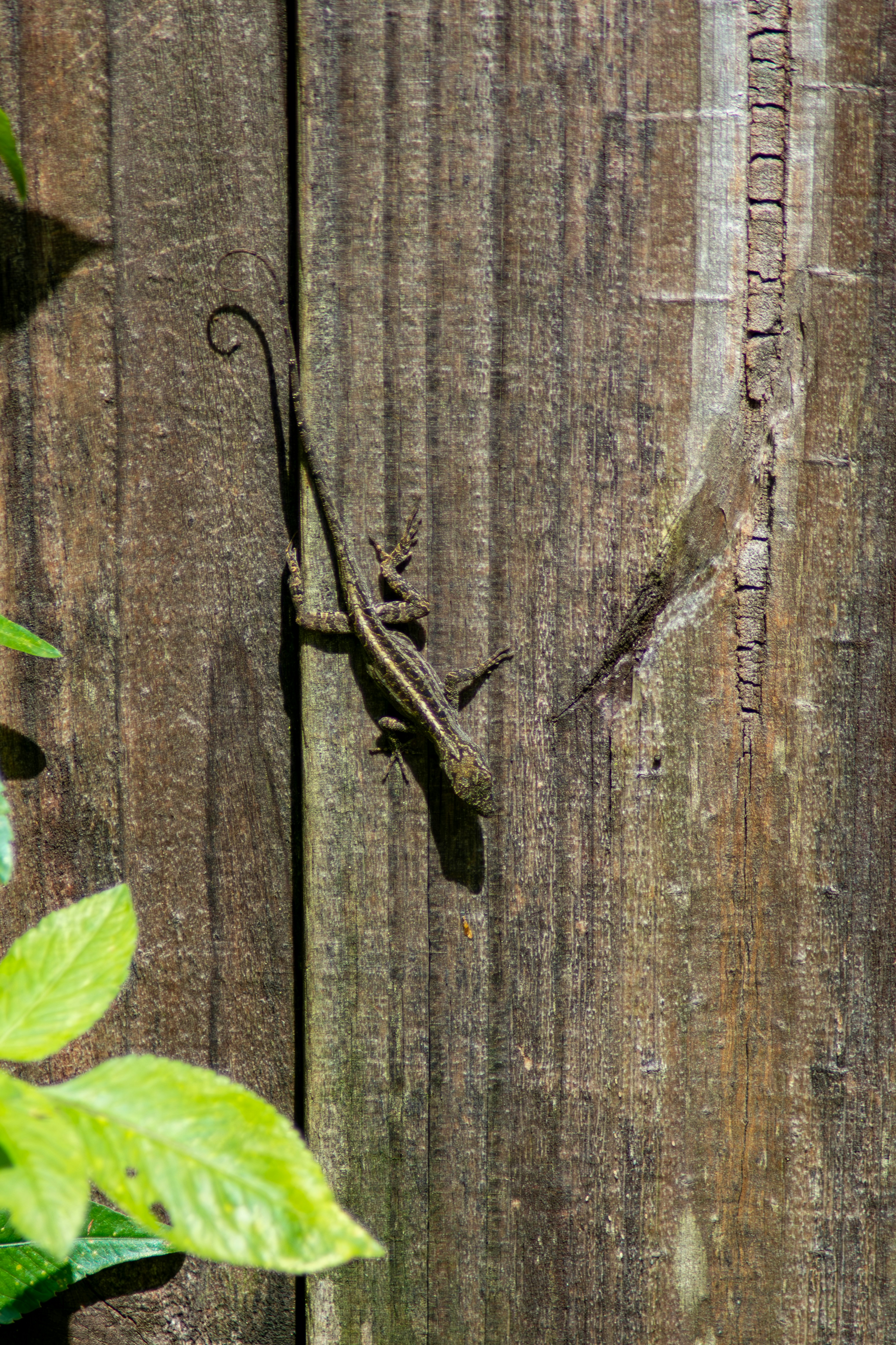 Clinging to Time: A Lizard on Weathered Fenceboards