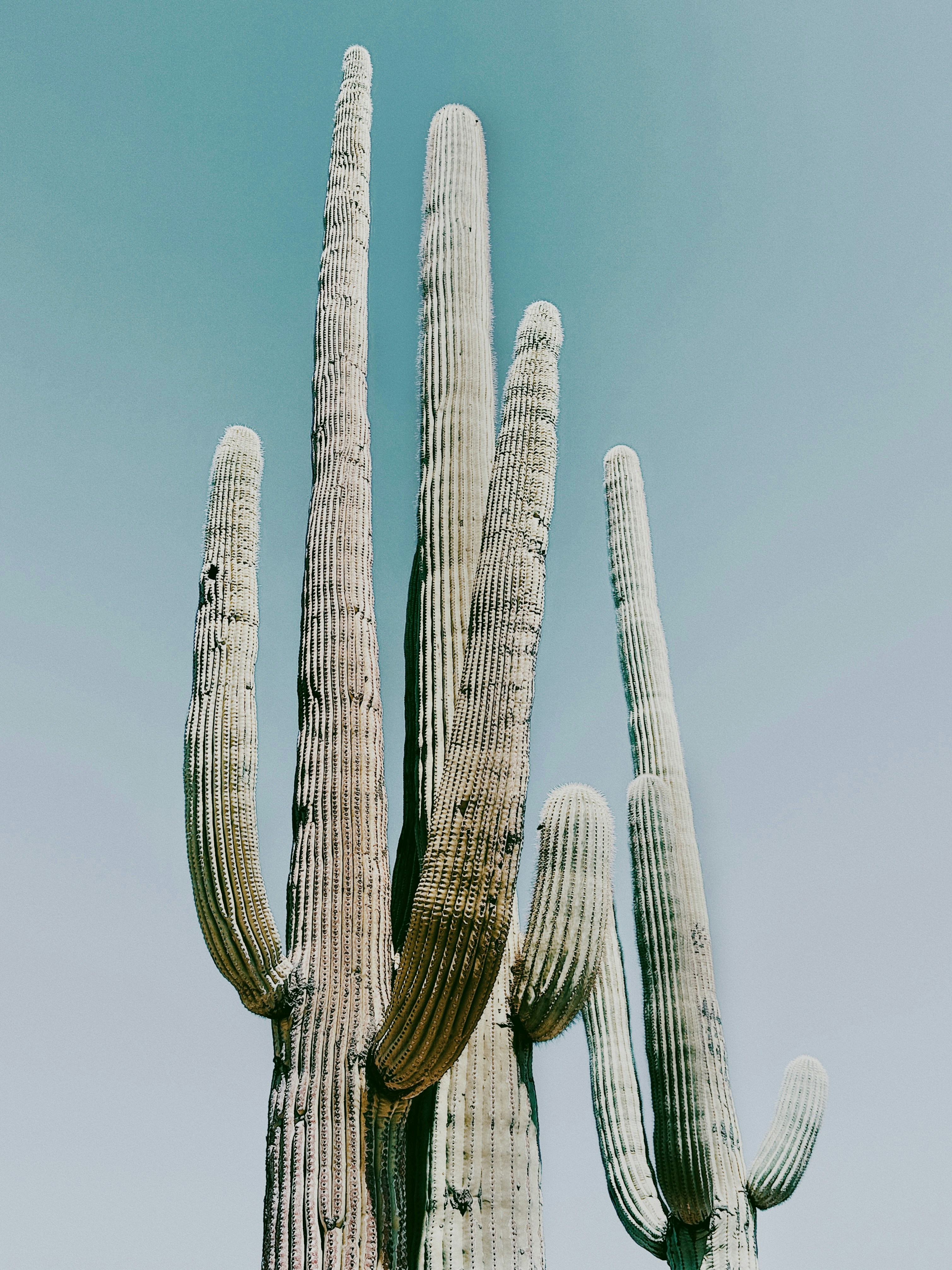 Desert Cathedral: Cacti Reaching Toward a Pale Blue Sky