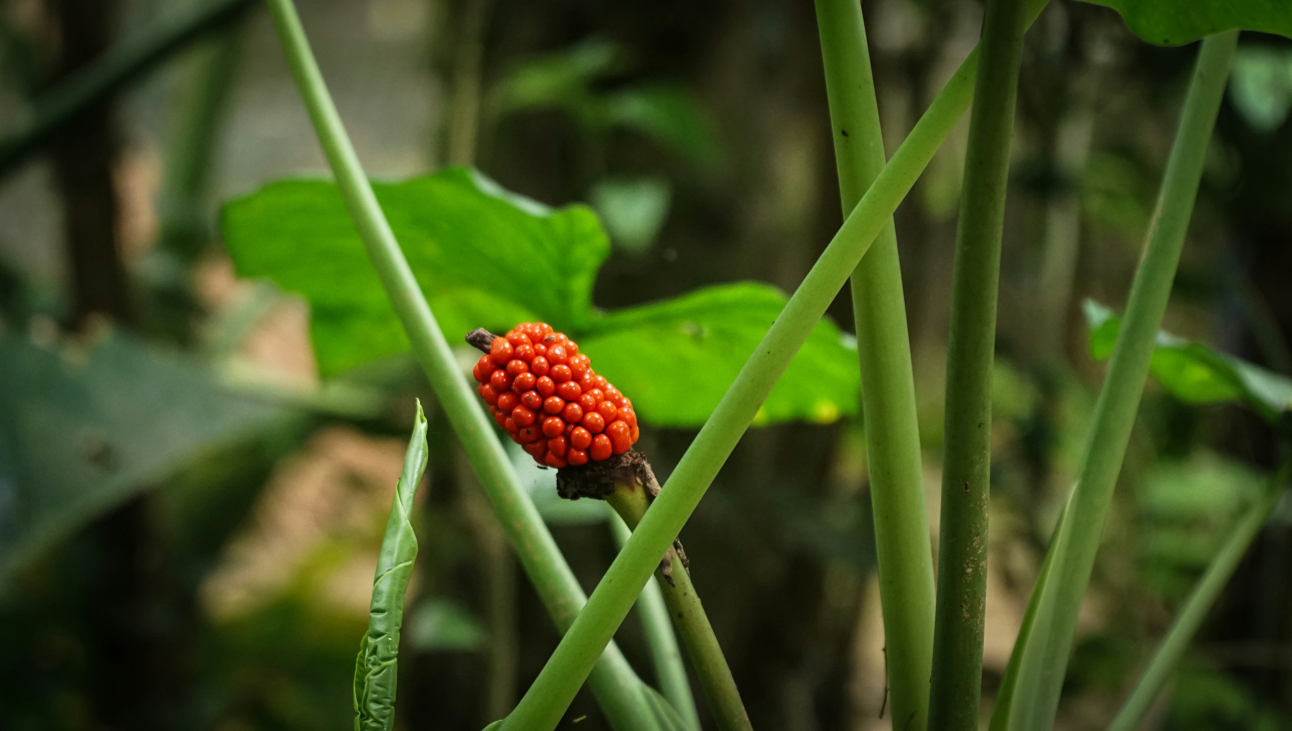 Crimson Cluster Entwined in a Lattice of Green Stems
