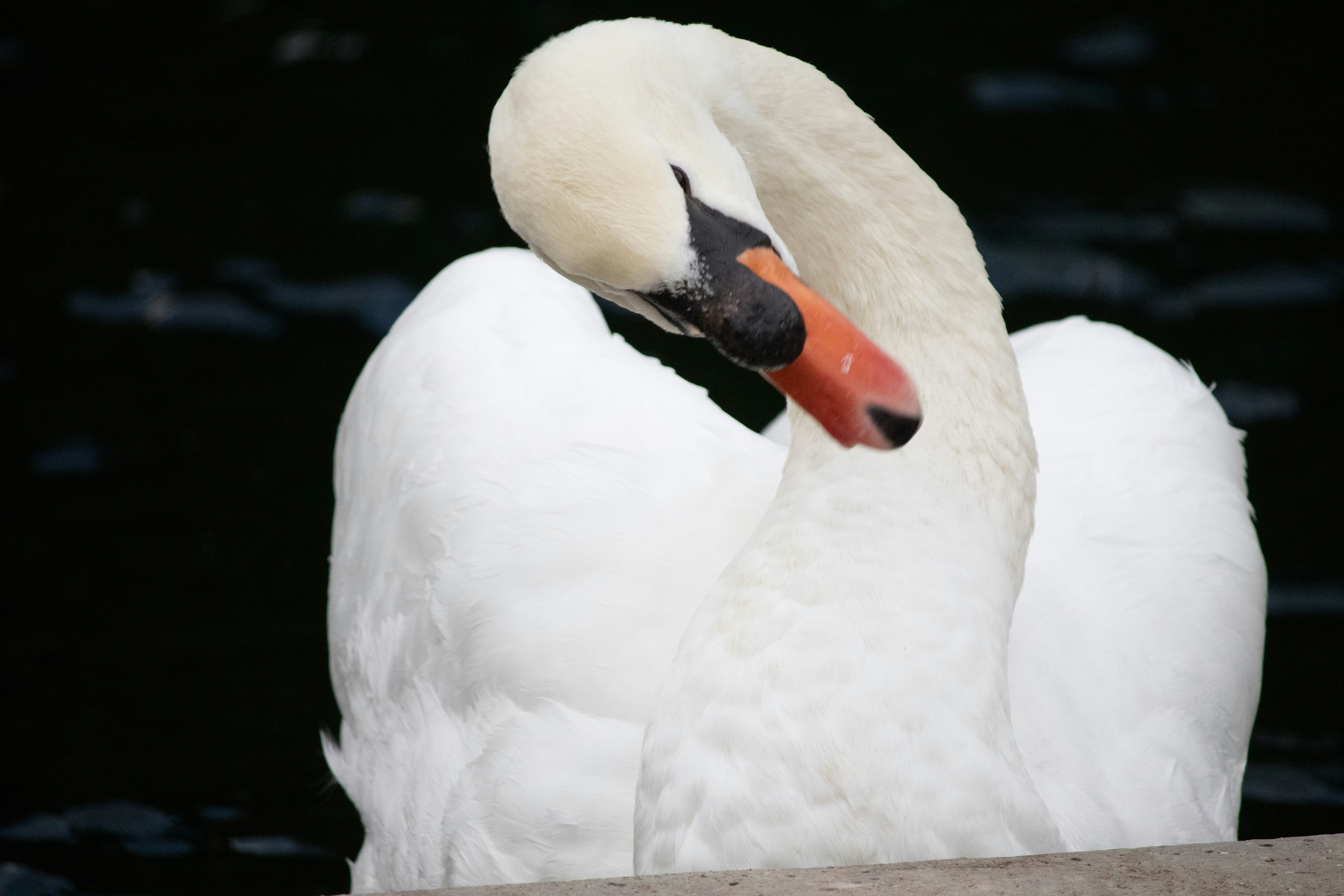 A close up of a white swan with a red beak photo – Free Paris Image on ...